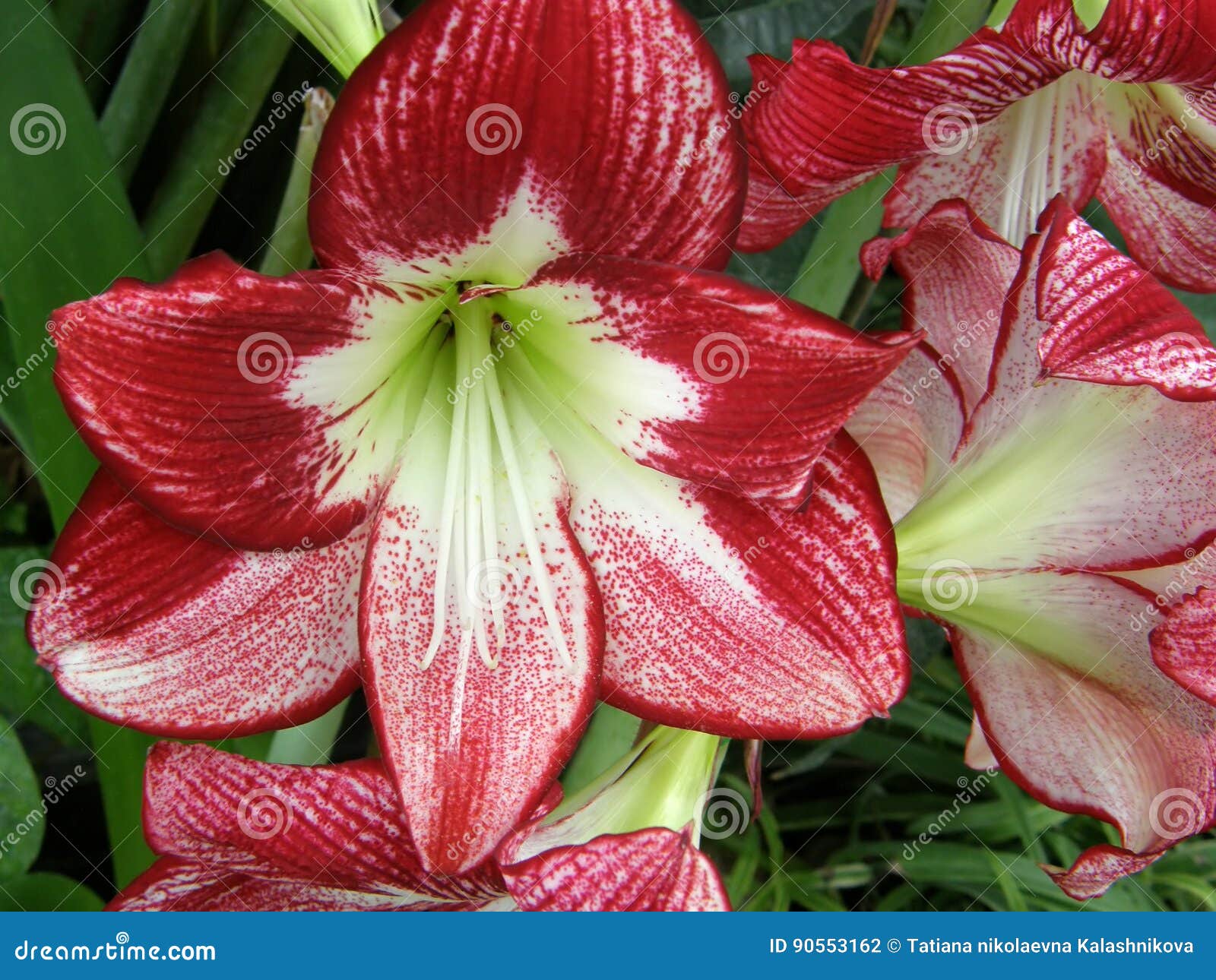 Very Beautiful Tropical Flowers. Stock Photo - Image of park, stamens ...
