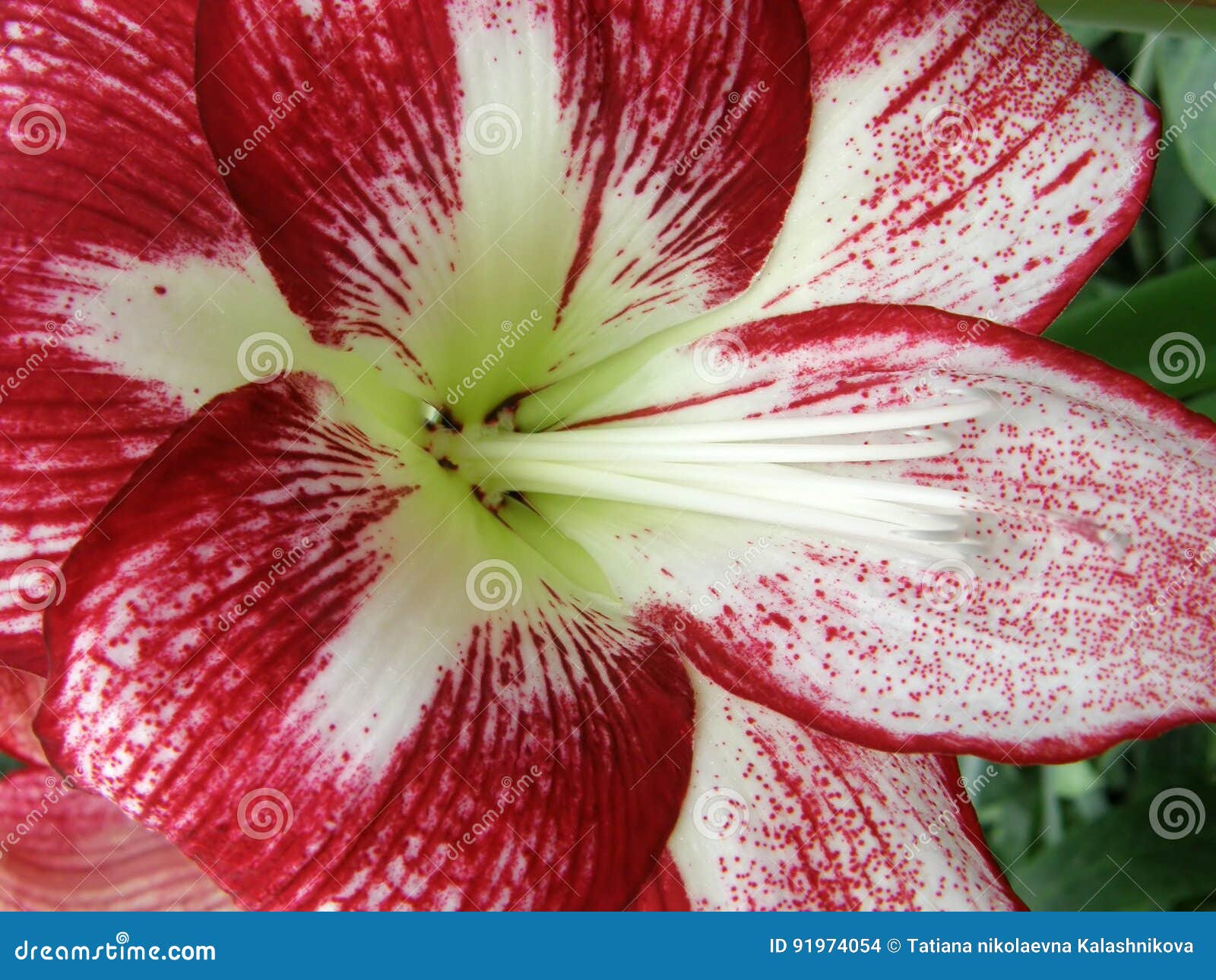 Very Beautiful Tropical Flowers. Stock Photo - Image of botany ...