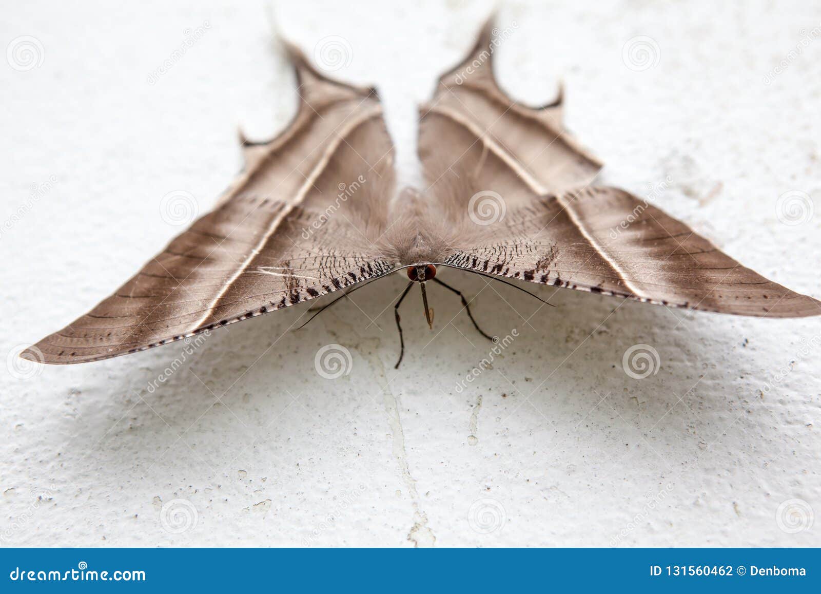Very Beautiful Tropical Swallowtail Moth Stock Photo - Image of nature ...