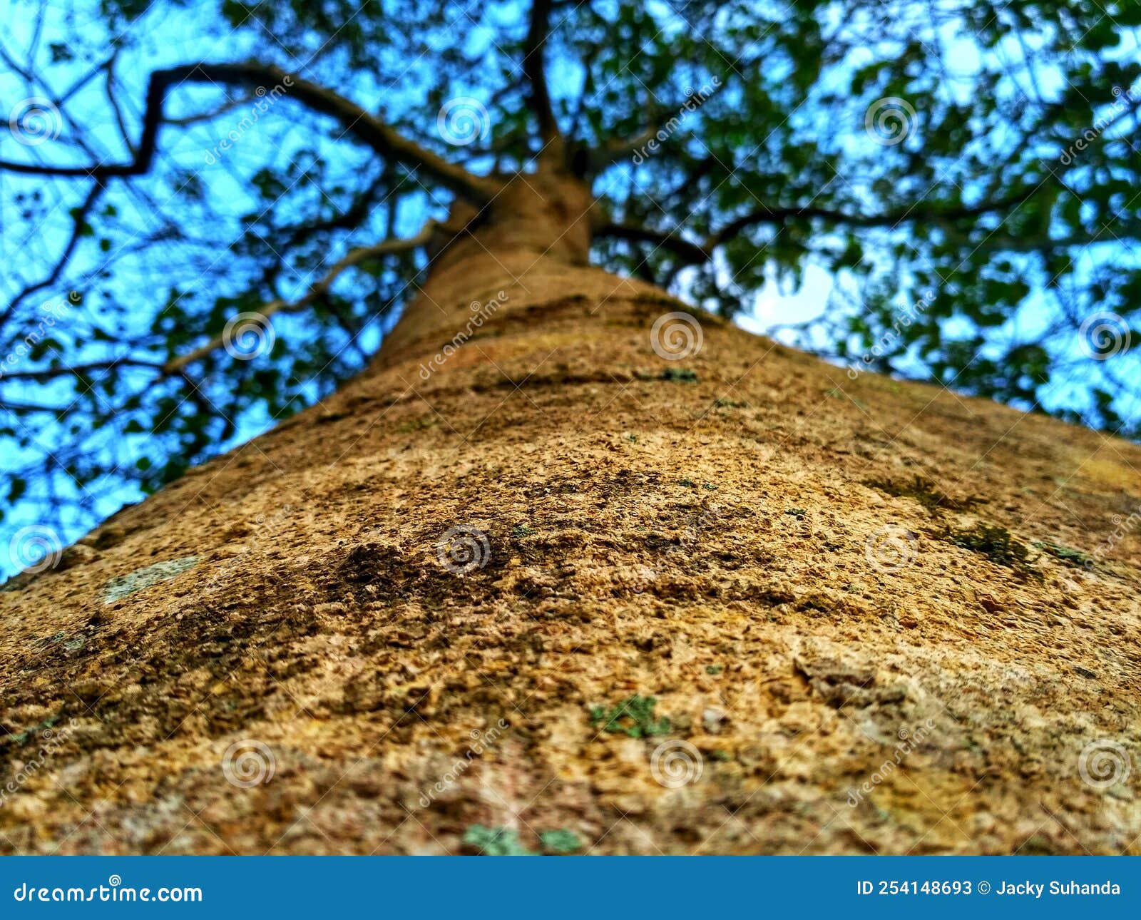 Very Beautiful Bark Texture Stock Image - Image of rough, skin: 254148693