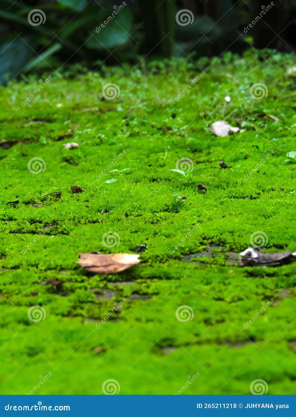 Very Beautiful and Unique Green Algae Stock Photo - Image of leaf, soil ...