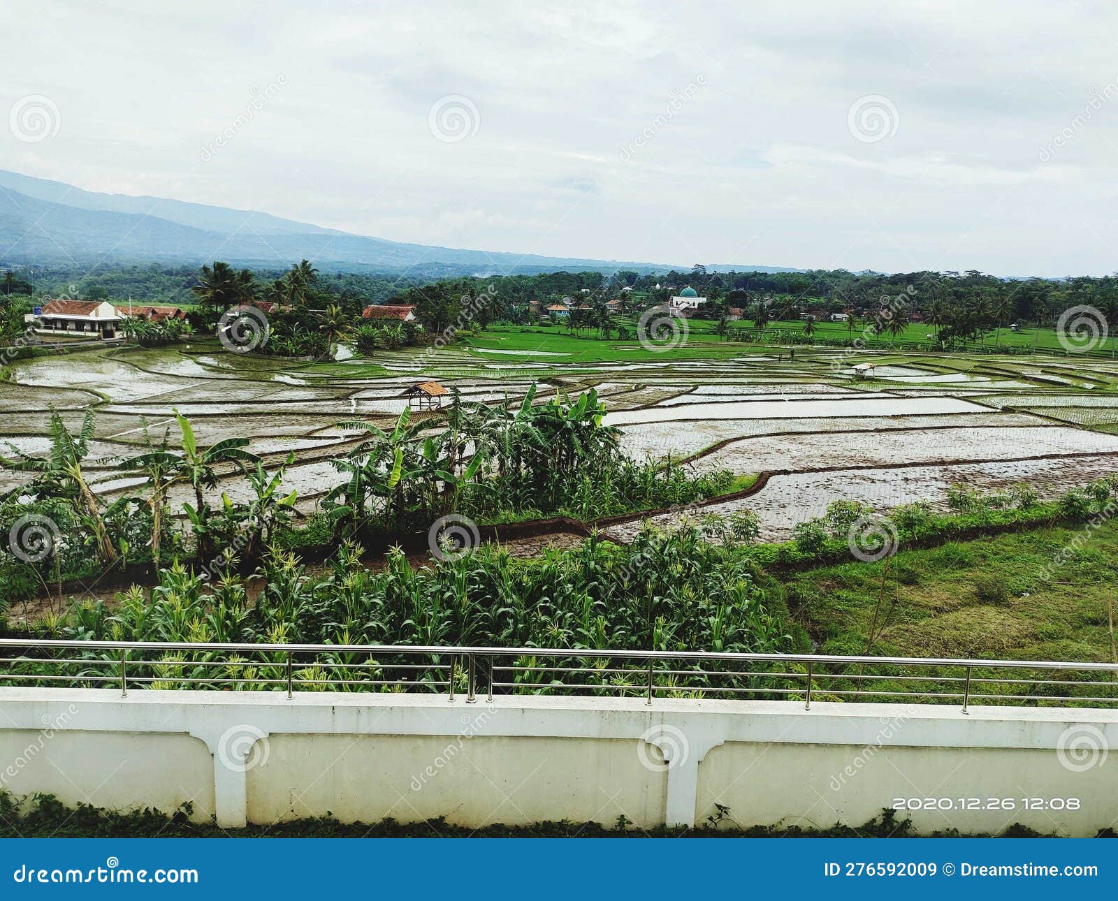Very Beautiful View of the Rice Fields Stock Image - Image of rice ...