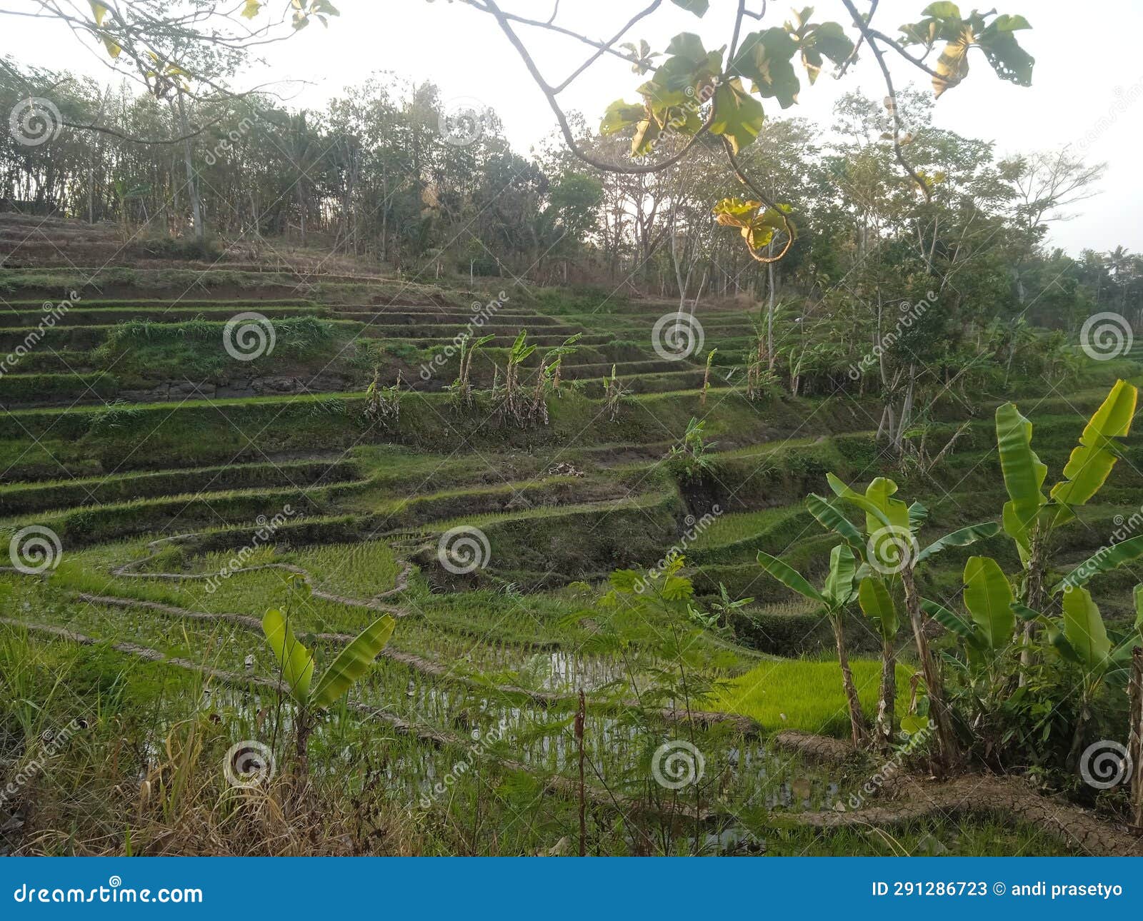 VERY BEAUTIFUL VIEW of RICE FIELDS in the HIGHLANDS Stock Image - Image ...