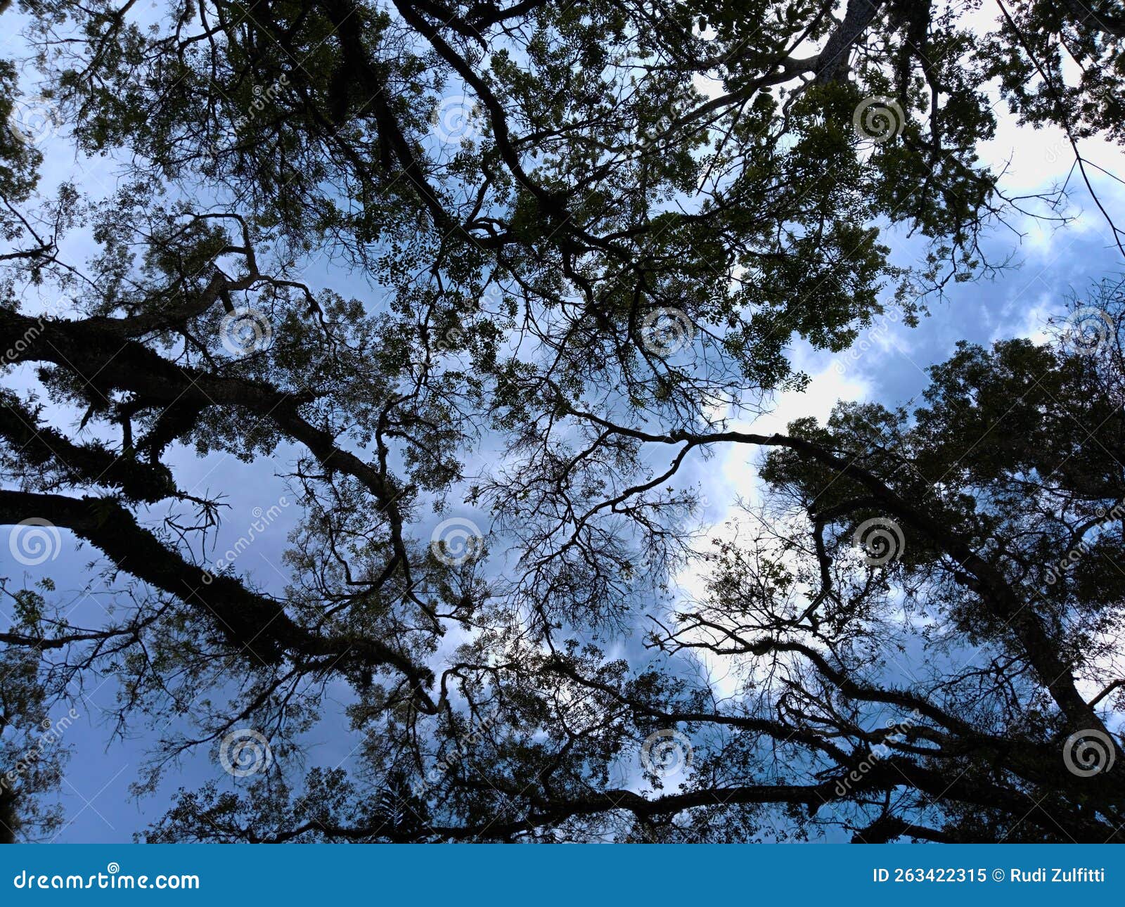 Very Beautiful View of Trees and Sky Stock Image - Image of beautiful ...