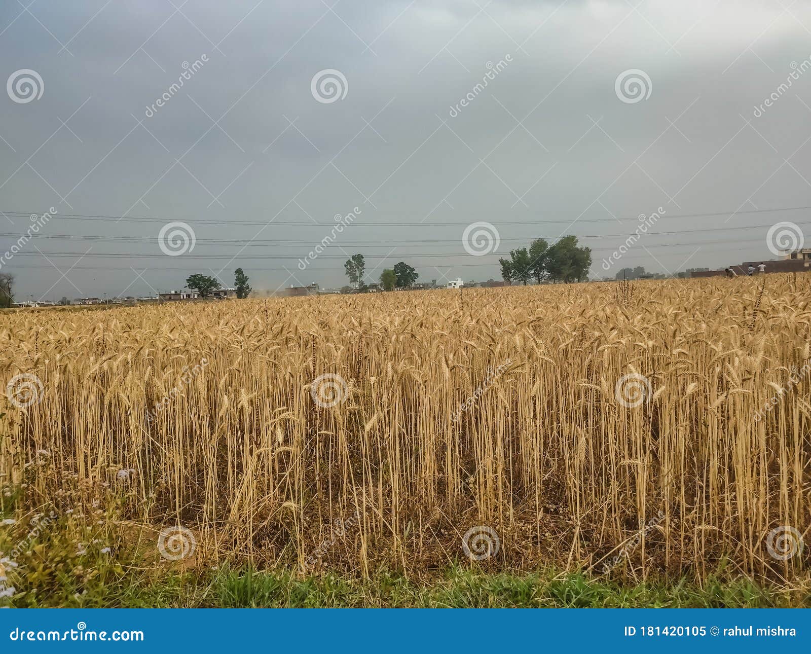 This is Very Beautiful Wheat Picture Stock Image - Image of beautiful ...
