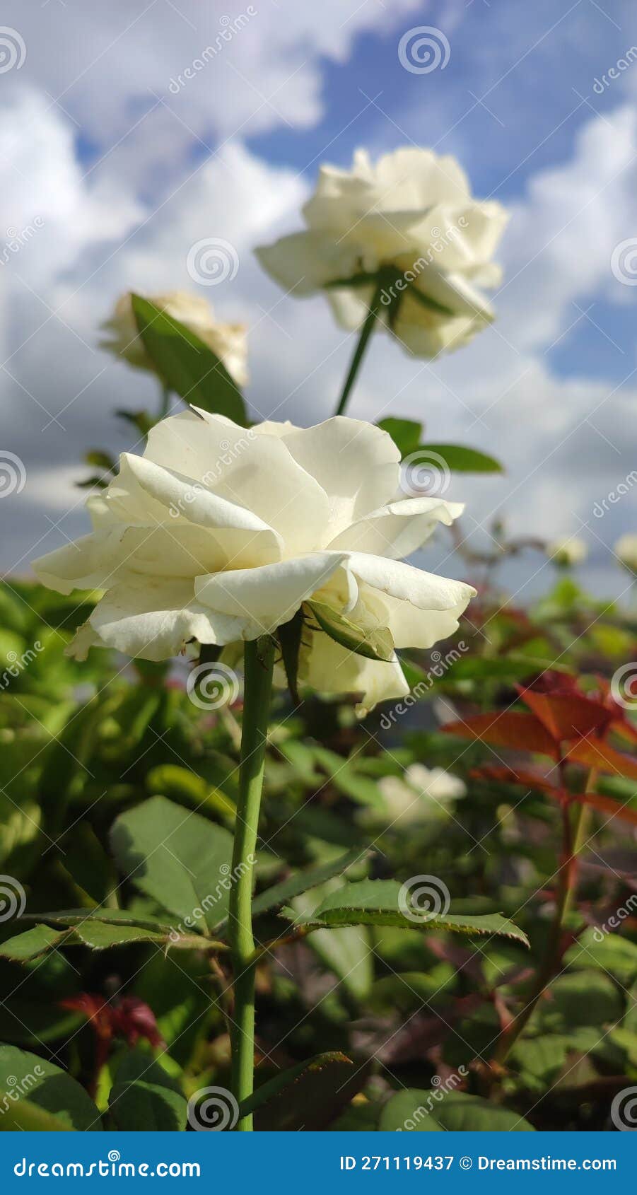 Very beautiful white roses stock image. Image of flower - 271119437
