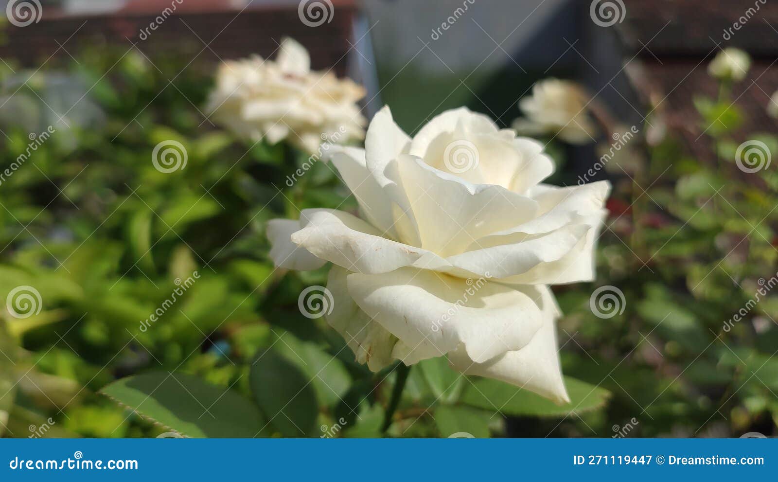 Very beautiful white roses stock image. Image of rose - 271119447