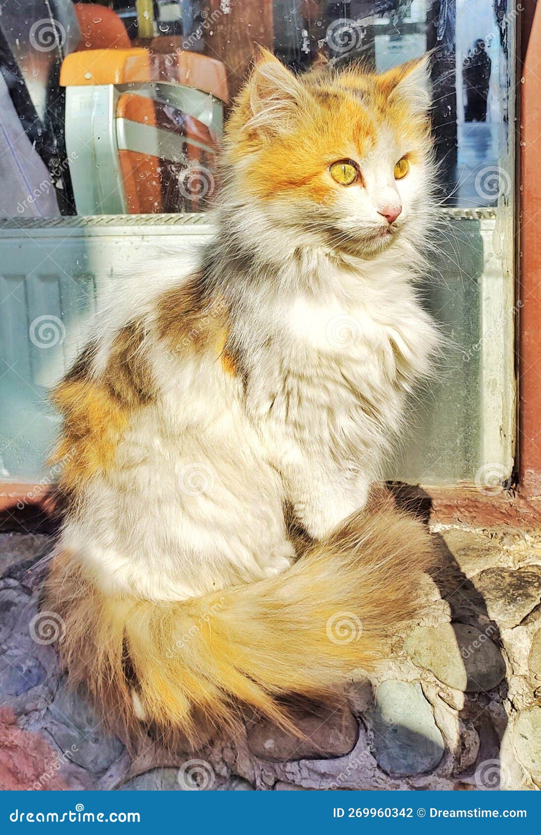 This is a Very Beautiful Wild Cat Stock Photo - Image of love, wild ...