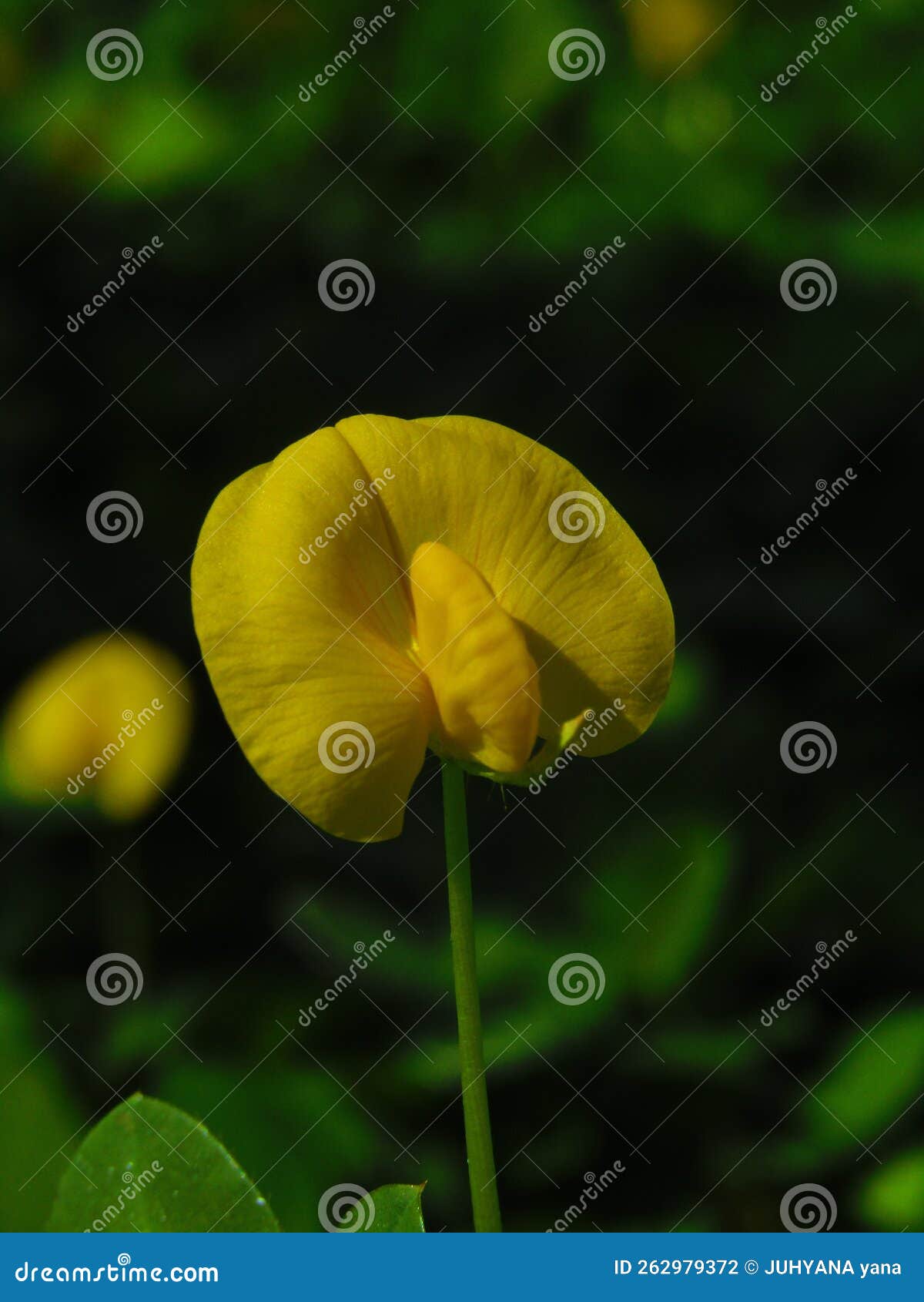 A Very Beautiful Wild Peanut Flower that Grows in Tropical Climates ...