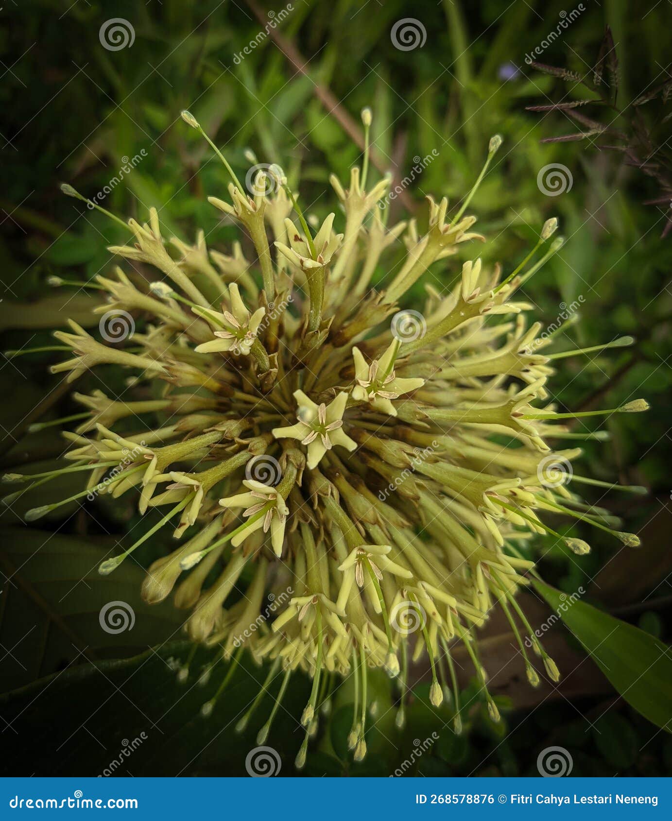 A Very Beautiful Yellow Needle Flower when it is in Bloom for ...