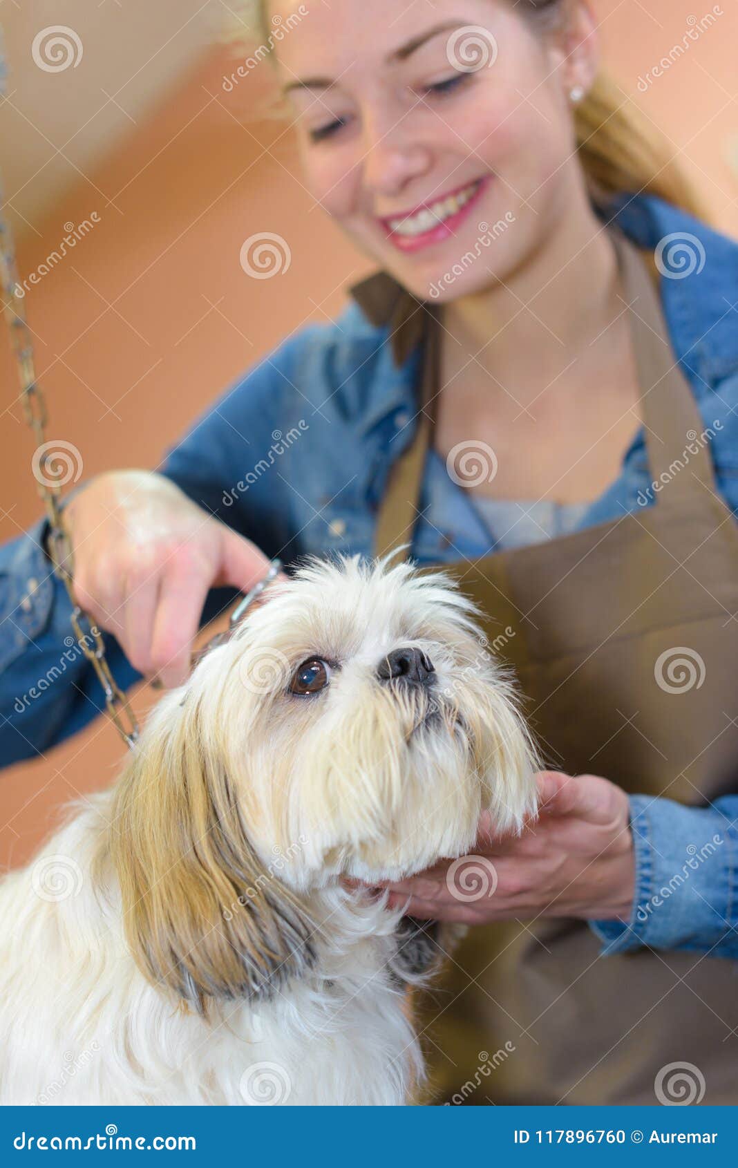 The very behave dog stock photo. Image of service, span - 117896760