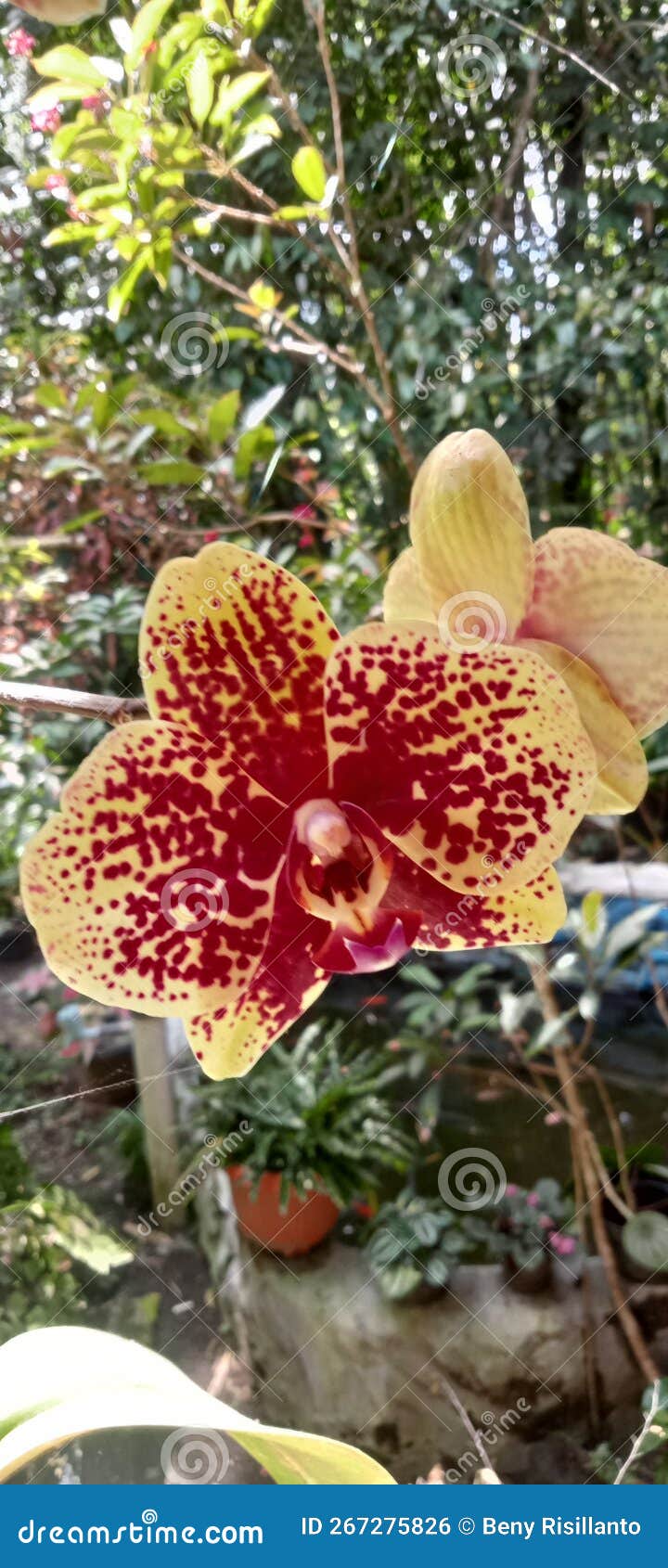 The Very Best Relationship Has a Gardener and a Flower Stock Photo ...
