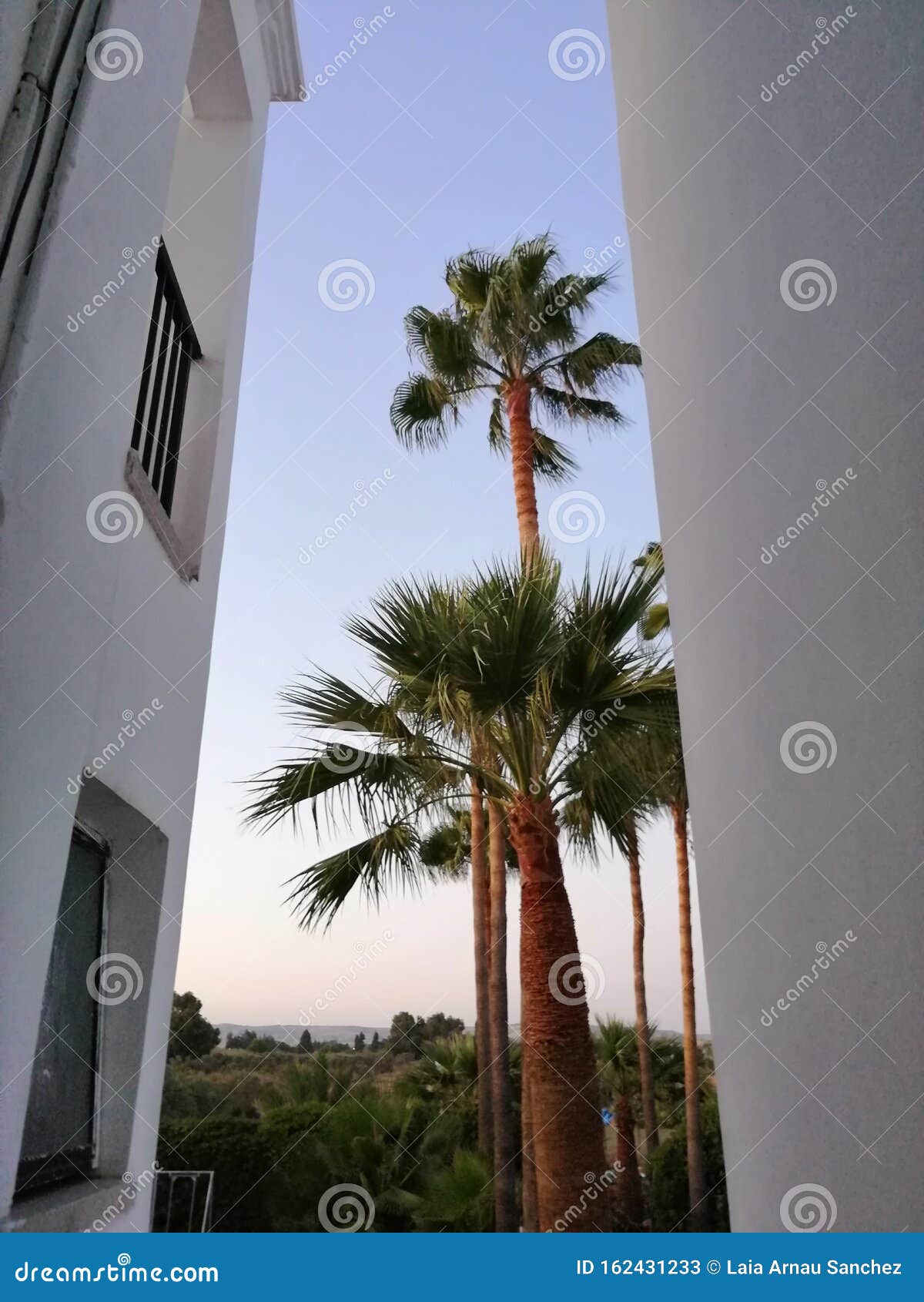 View of Plam Trees from the Hotel Window Stock Image - Image of cyprus ...