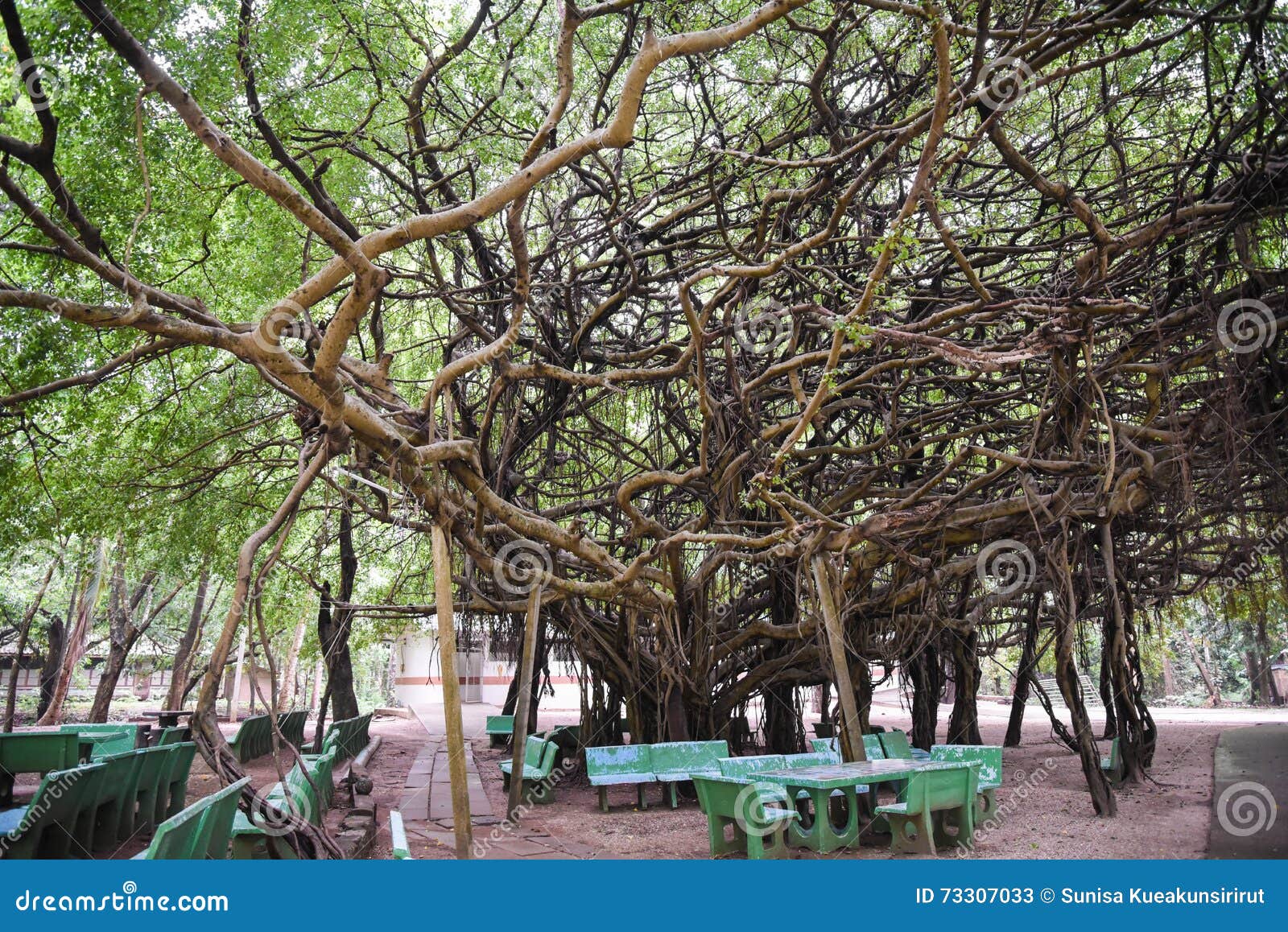 Very Big Banyan Tree in Thai Forest Stock Image - Image of ficus, leaf ...