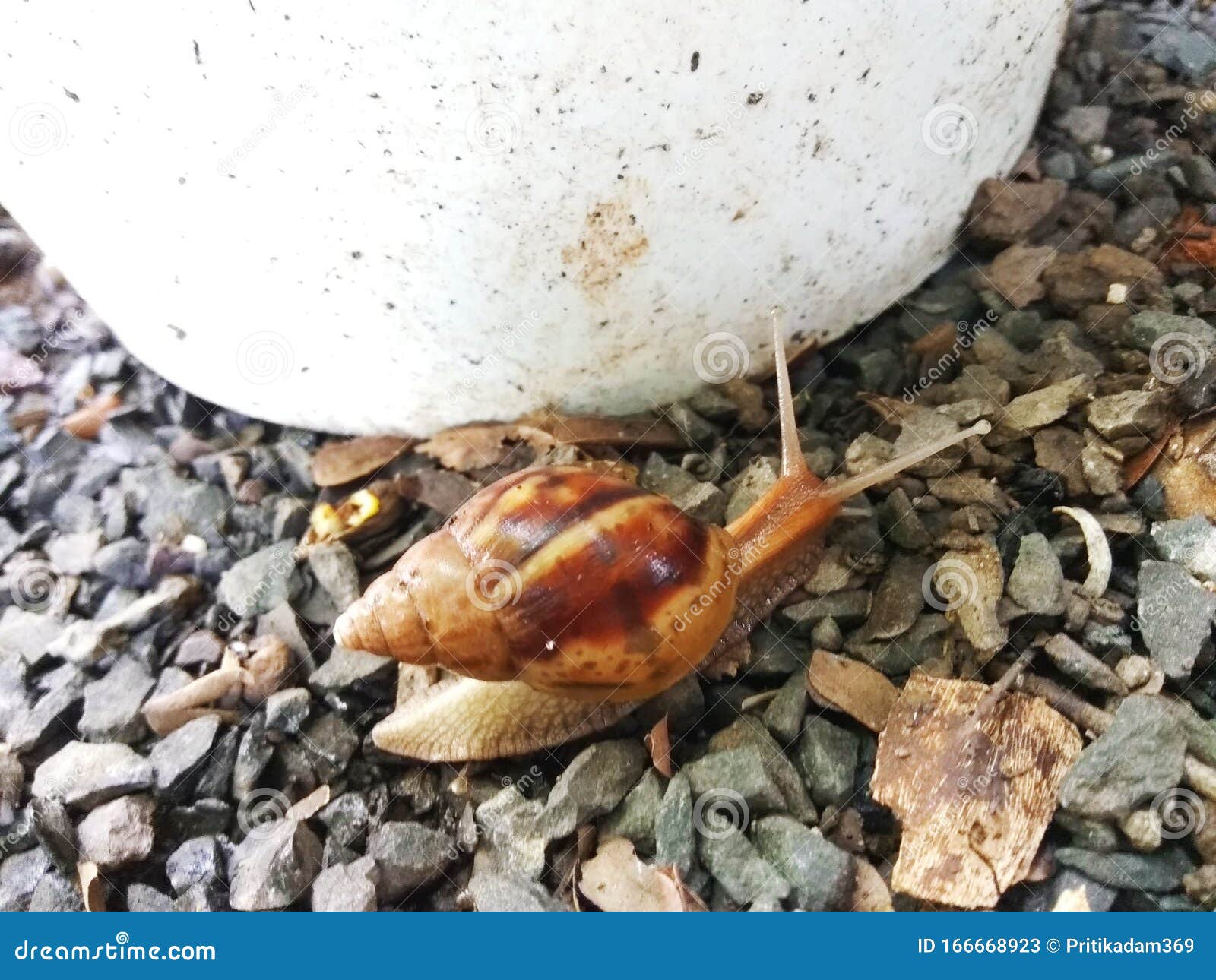 Beautiful Big Shell Snail on Stones Stock Image - Image of shell, stone ...