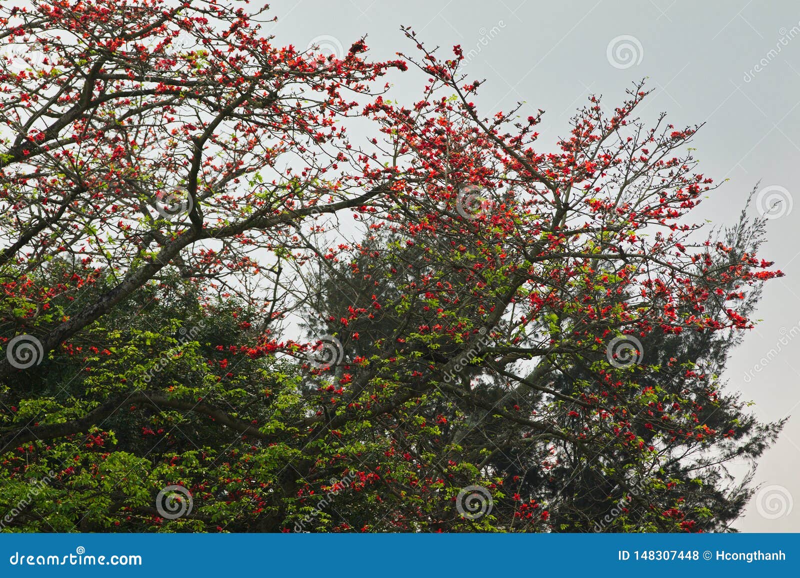 A Very Big Bombax Tree Inside a Park Stock Photo - Image of landscape ...