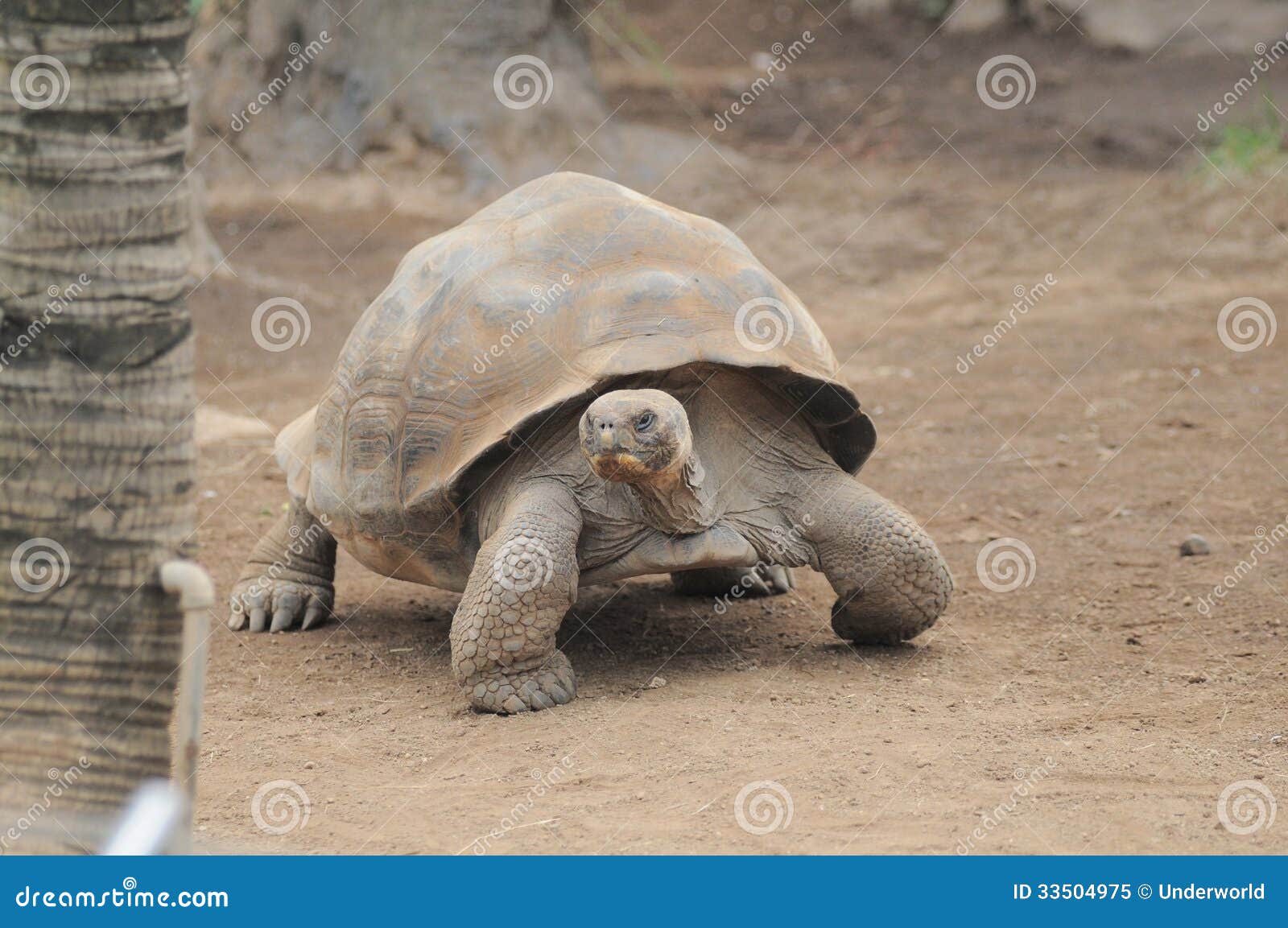 Very Big Brown Tortoise on a Brown Stock Image - Image of islands ...