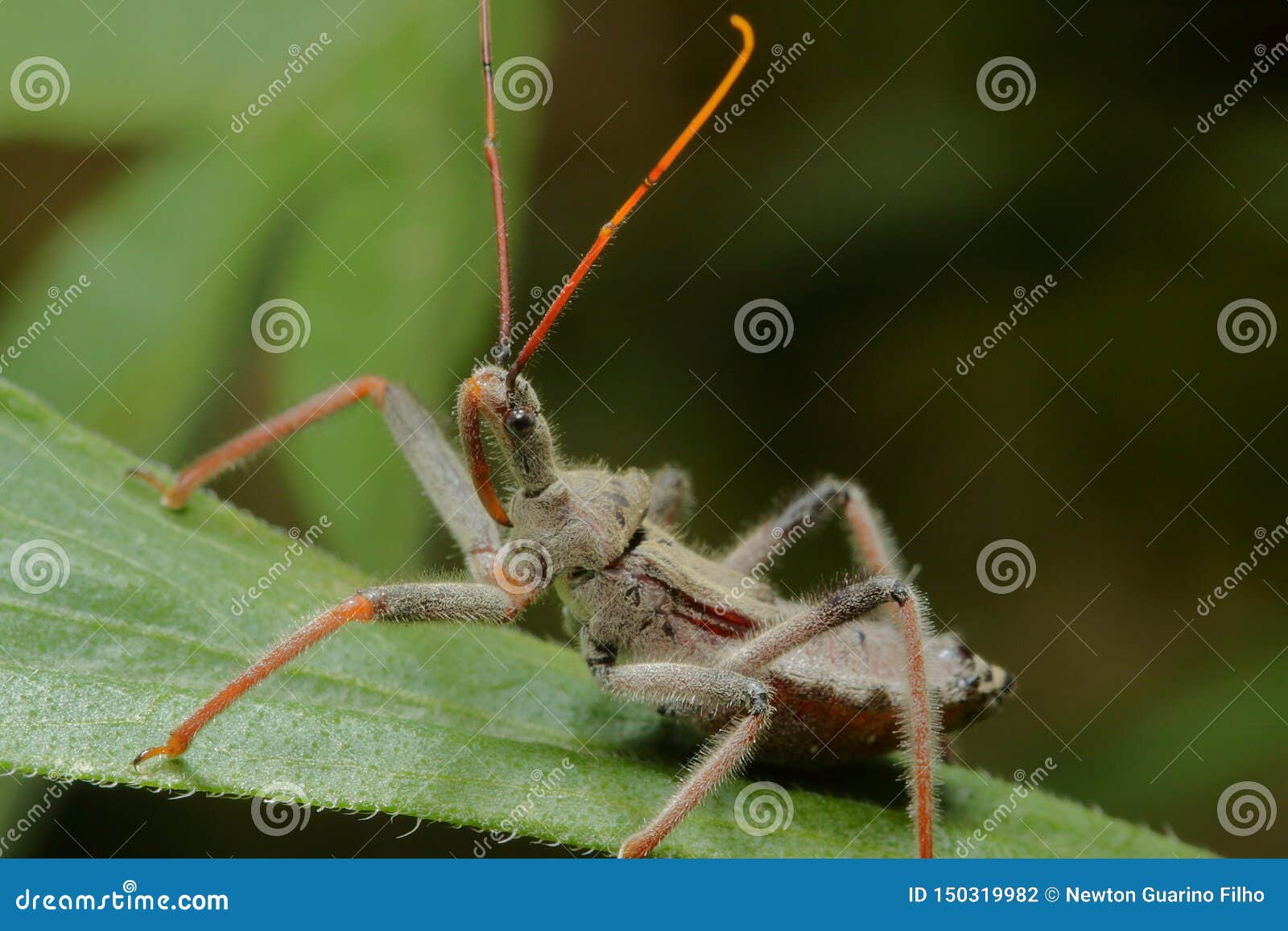 Very Large Bug Looking at the Camera Stock Photo - Image of summer ...