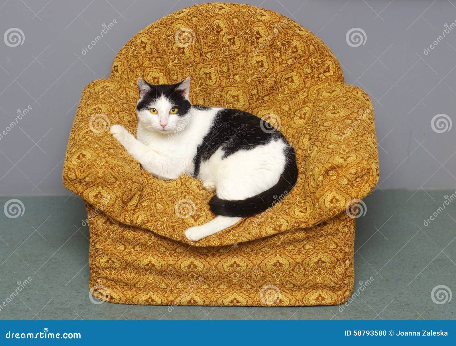 Very big cat stock photo. Image of happy, large, wealthy - 58793580