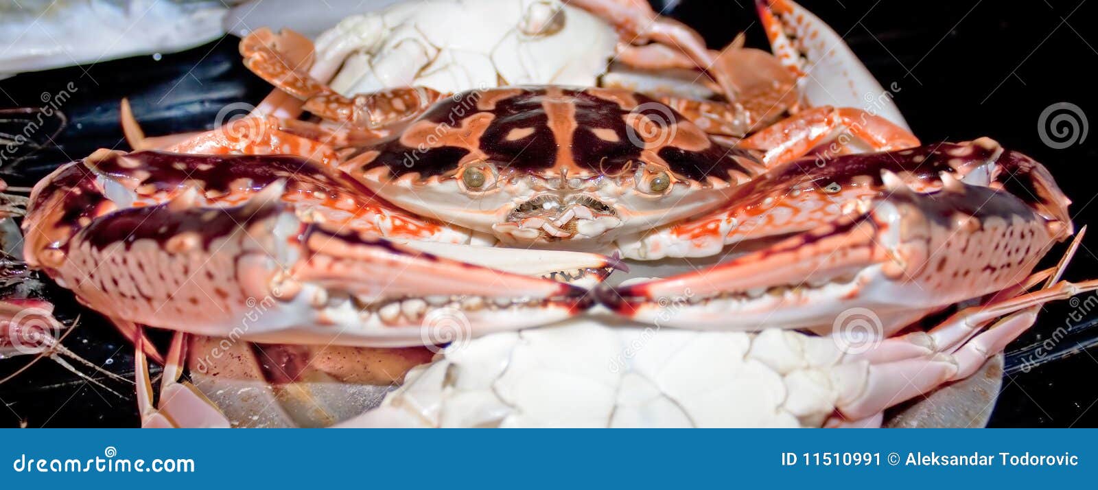 Very Big Craw-fish, Macro Shot Stock Image - Image of marine, beauty ...