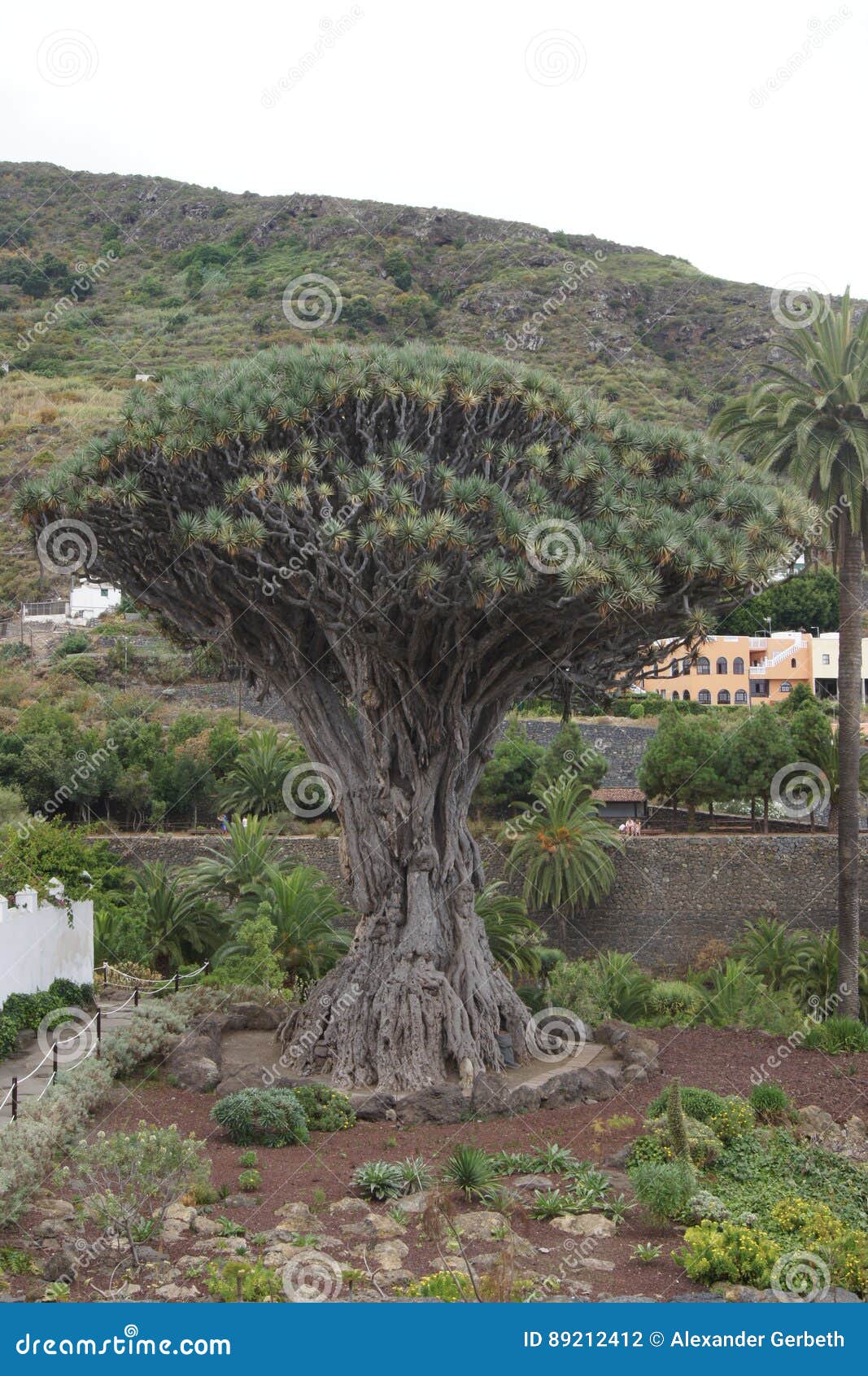 Very Big Dragon Tree in Tenerife Stock Photo - Image of dragon, europe ...