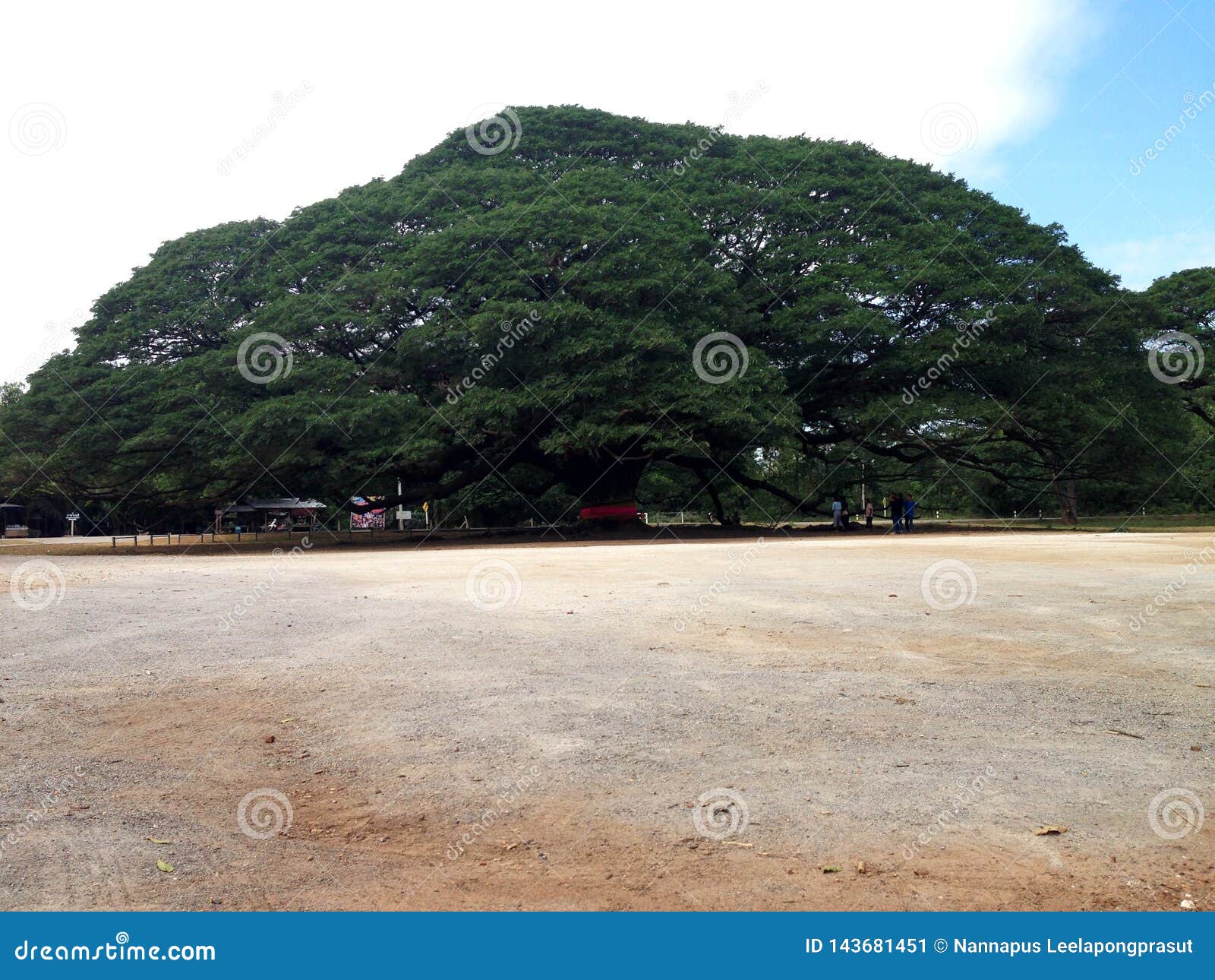 Big green tree sky cloud stock image. Image of light - 143681451