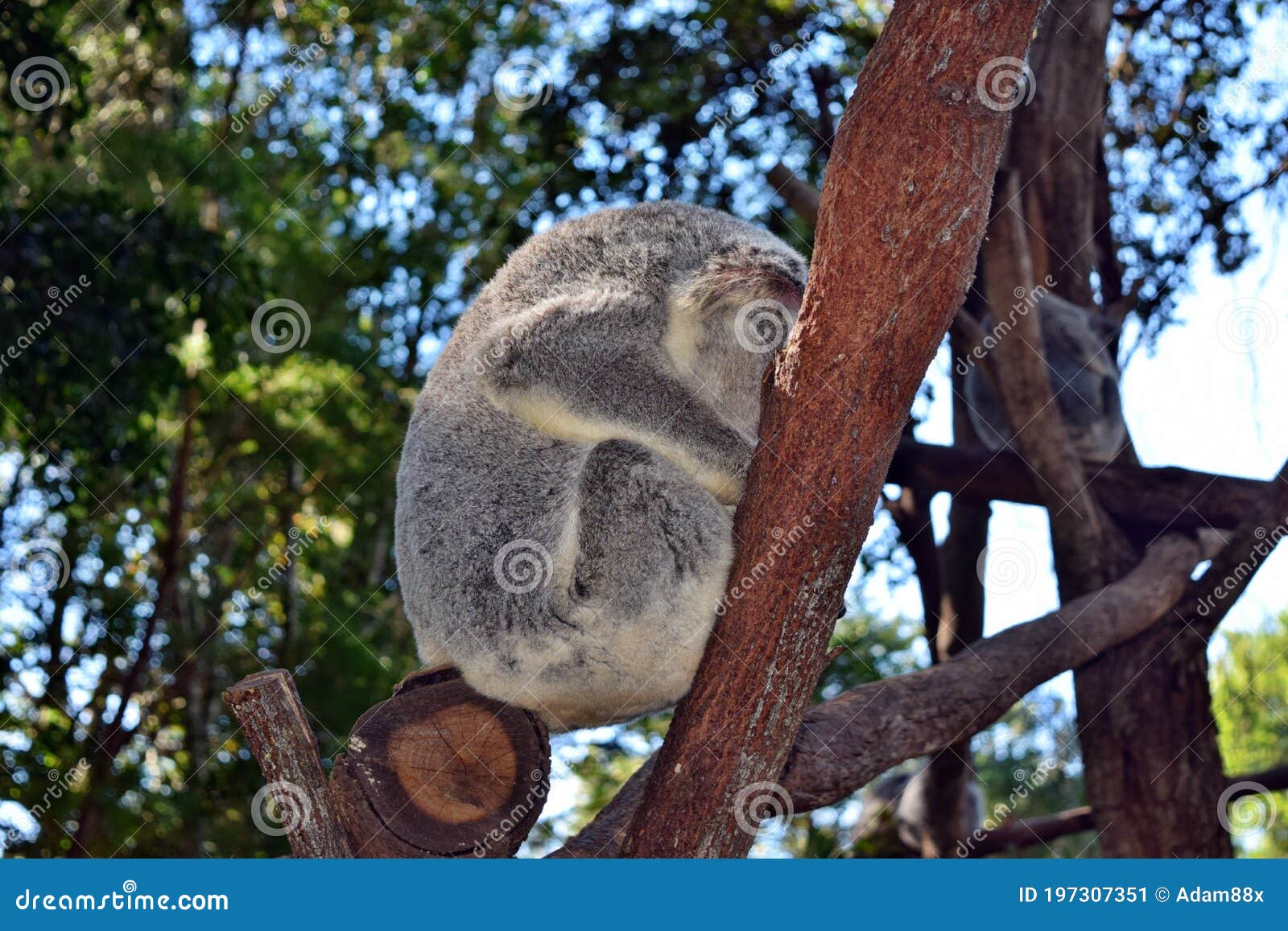 Very Big Koala Sleeping on a Tree Branch Eucalyptus Stock Image - Image ...