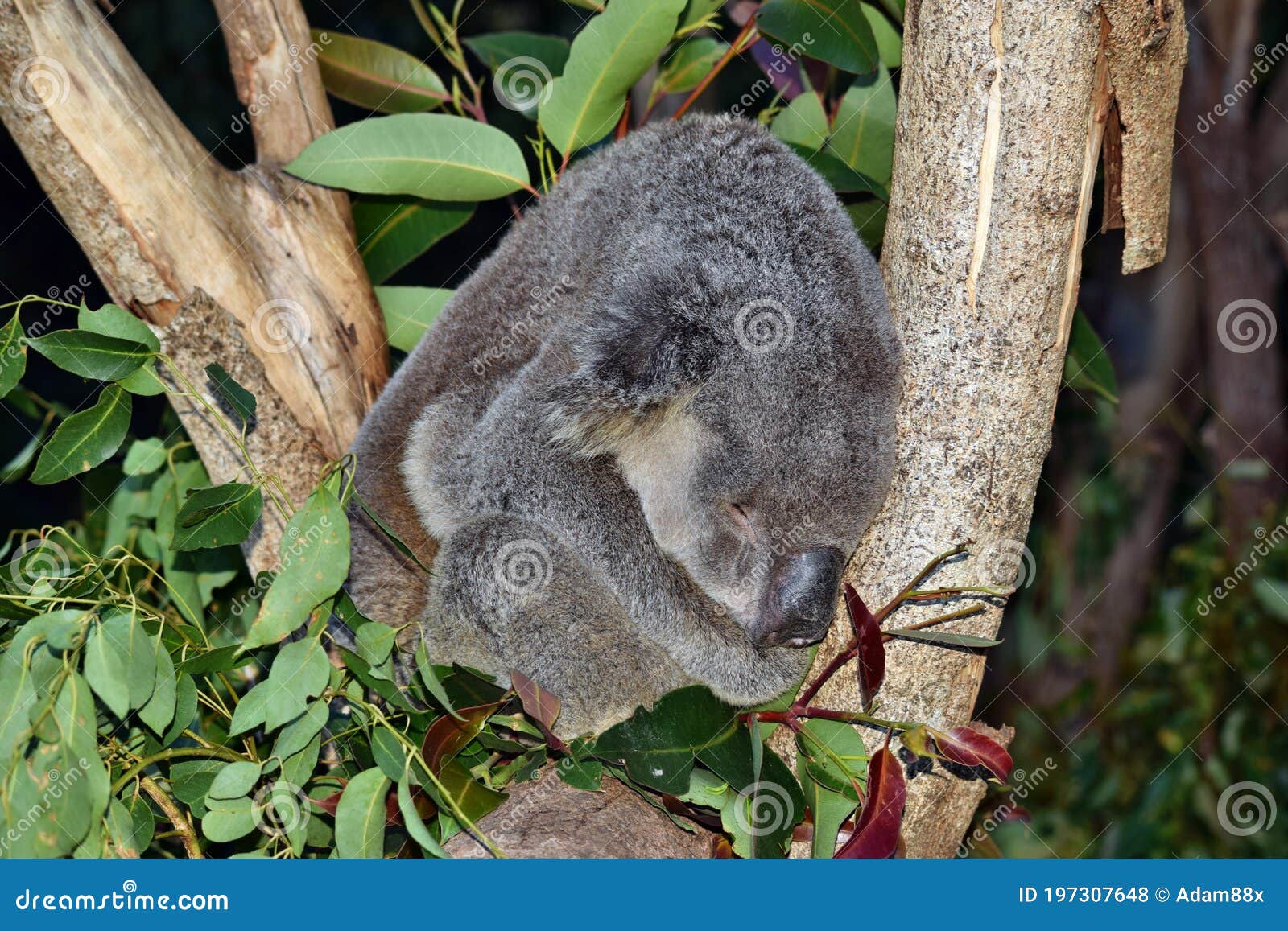 Very Big Koala Sleeping on a Tree Branch Eucalyptus Stock Photo - Image ...