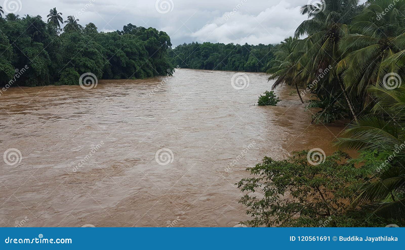 Ma oya river in sri lanka stock image. Image of coconut - 120561691