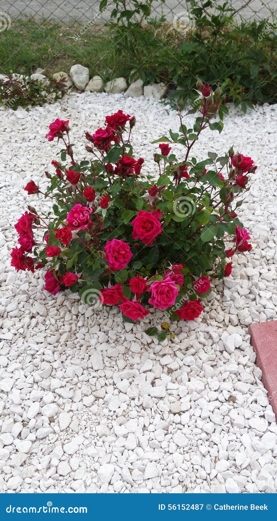 Very big and nice red rose editorial photography. Image of colors ...