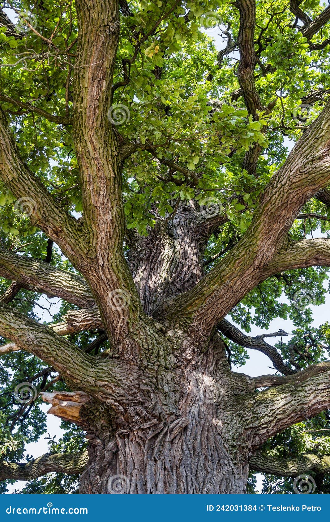 A Very Big Old Oak Tree Seen from Below Stock Photo - Image of growth ...
