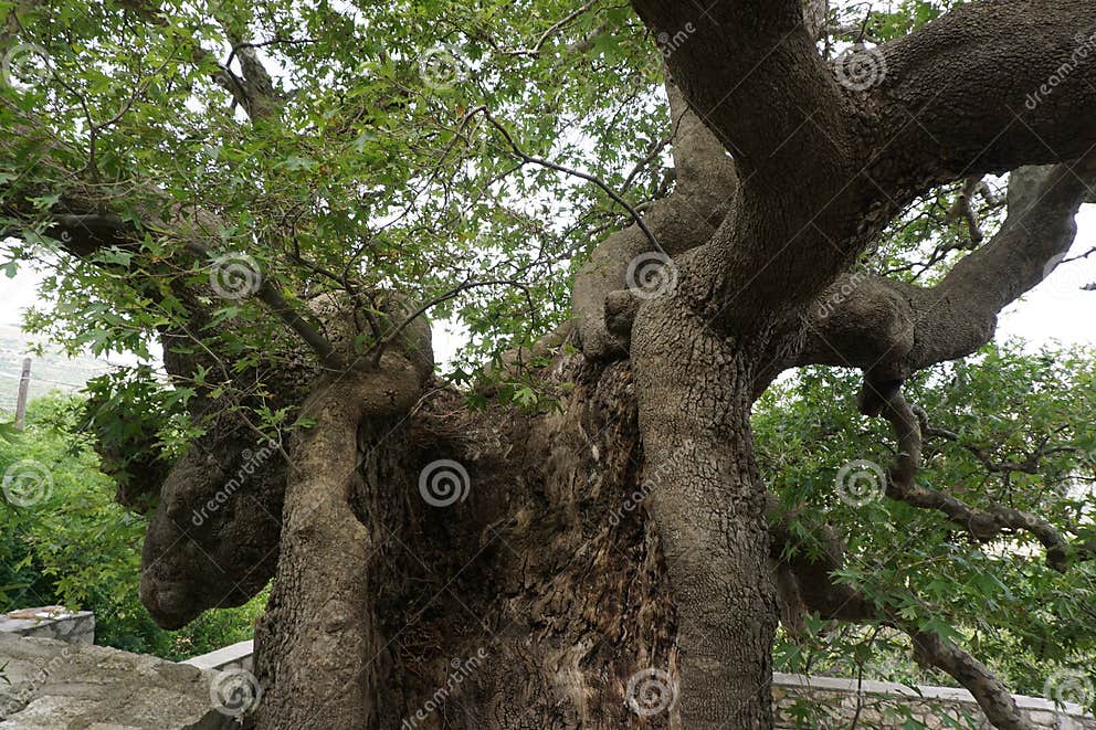 A Very Big and Old Tree in Greece Stock Image - Image of islands ...