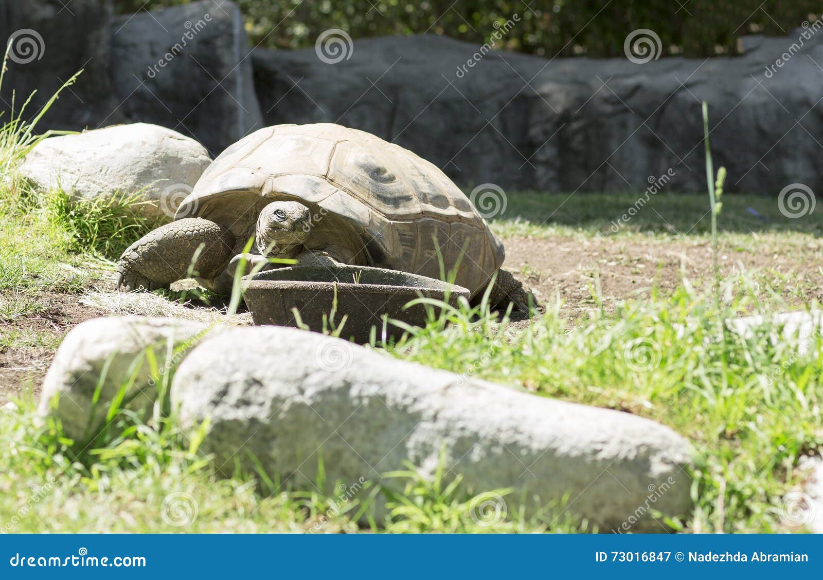 Very Big Old Turtle. Royalty-Free Stock Photography | CartoonDealer.com ...