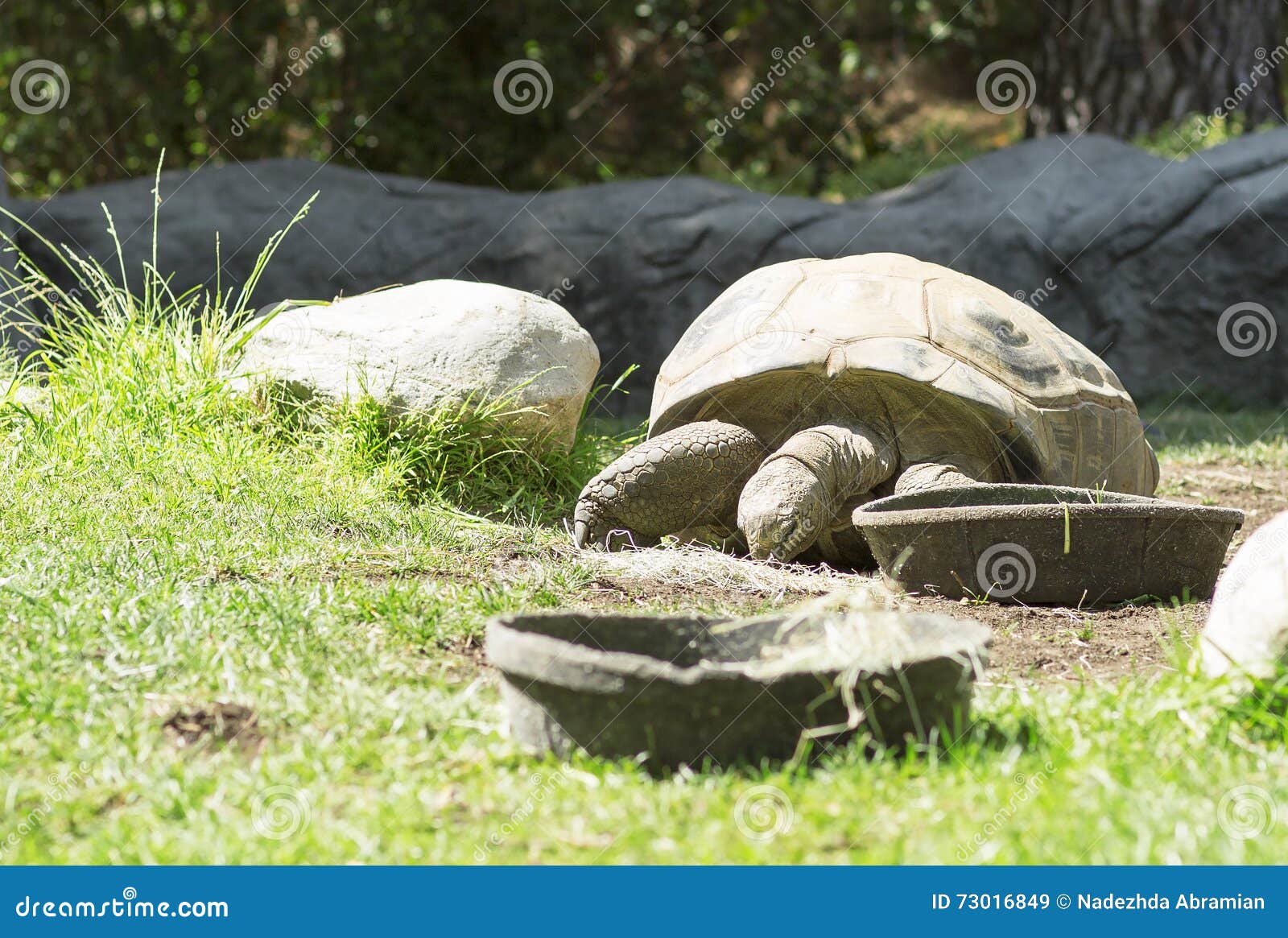 Very Big Old Turtle. Royalty-Free Stock Photography | CartoonDealer.com ...