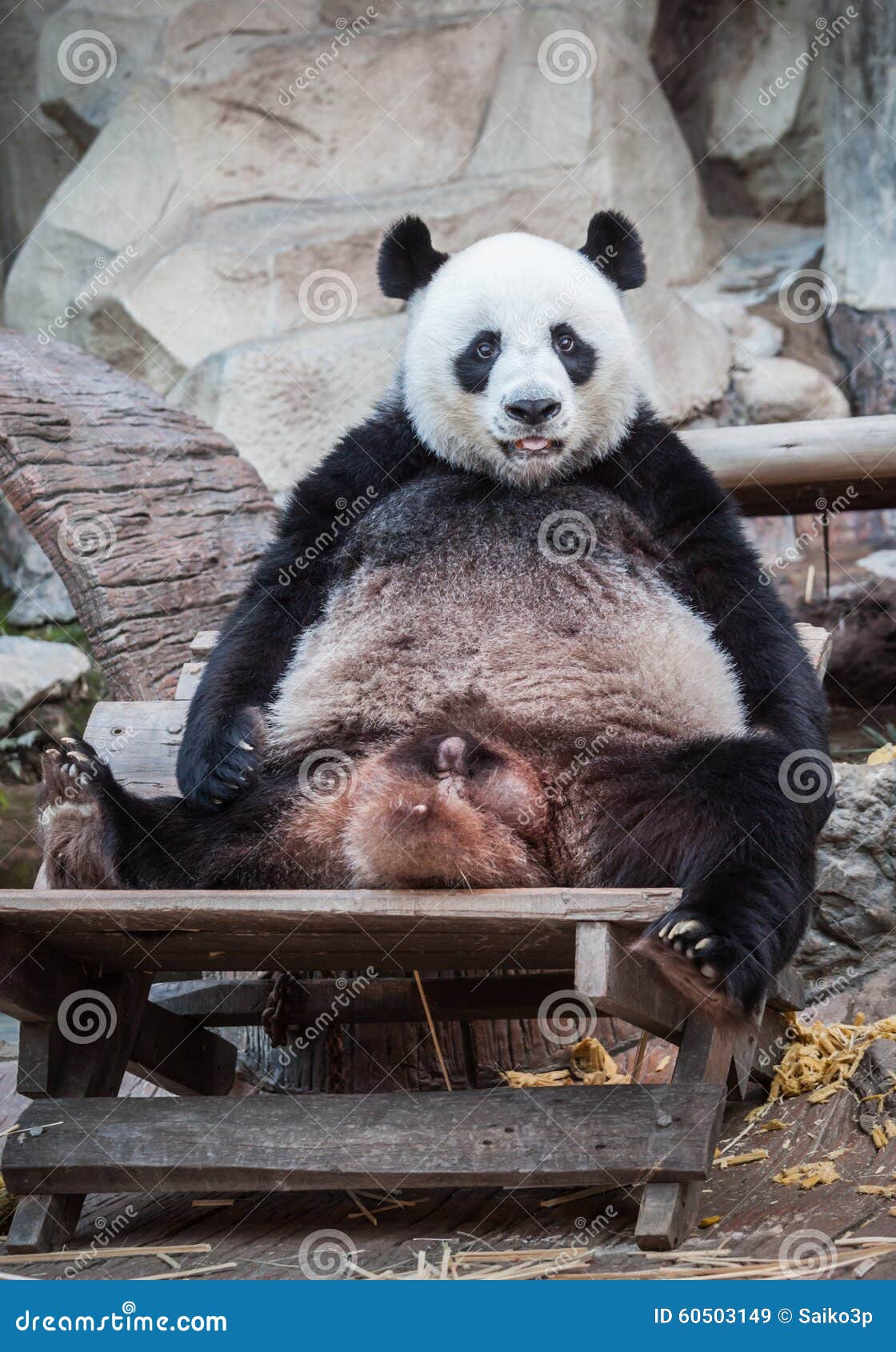 Very big panda stock image. Image of tourism, park, relax - 60503149