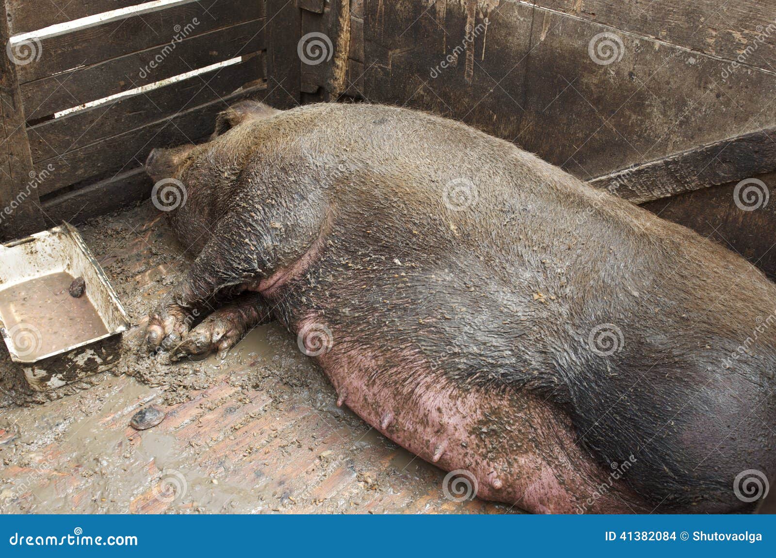Very big pig stock photo. Image of pigsty, pigpen, animal - 41382084