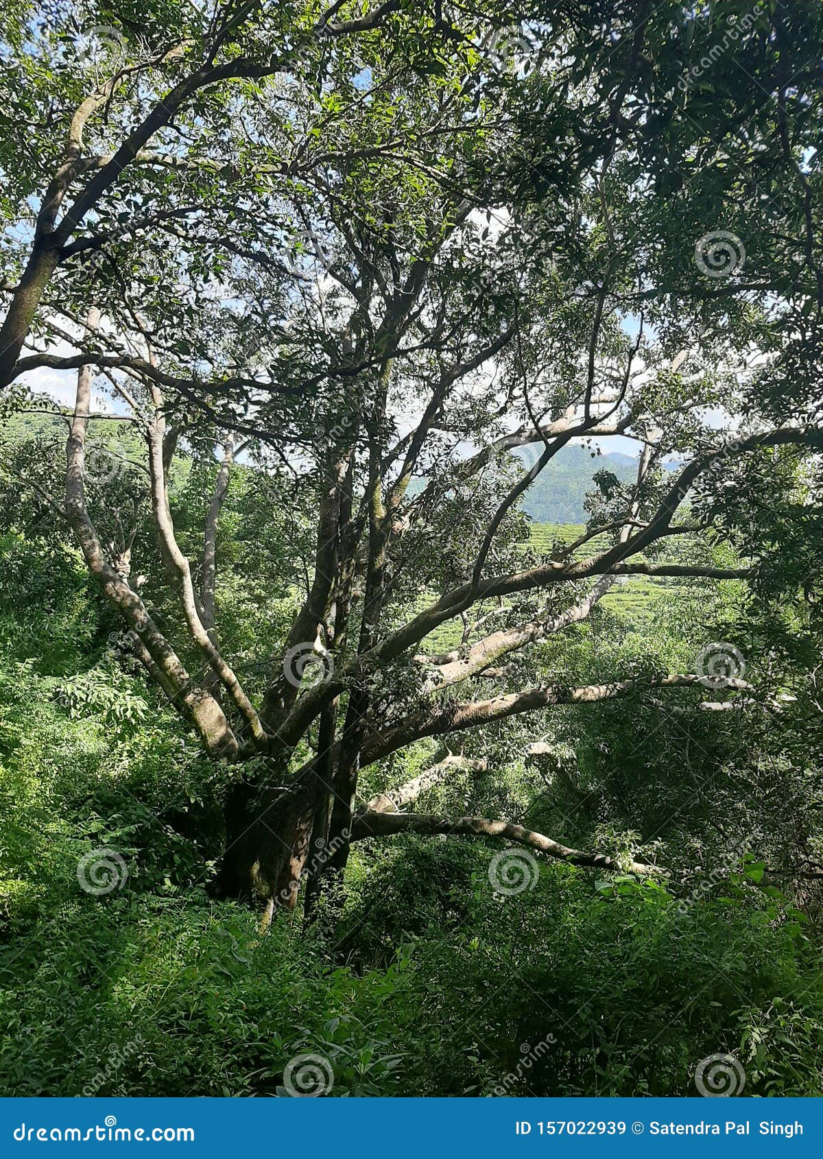 Very Big Pipal Tree in Jungle Stock Image - Image of pipal, beautiful ...