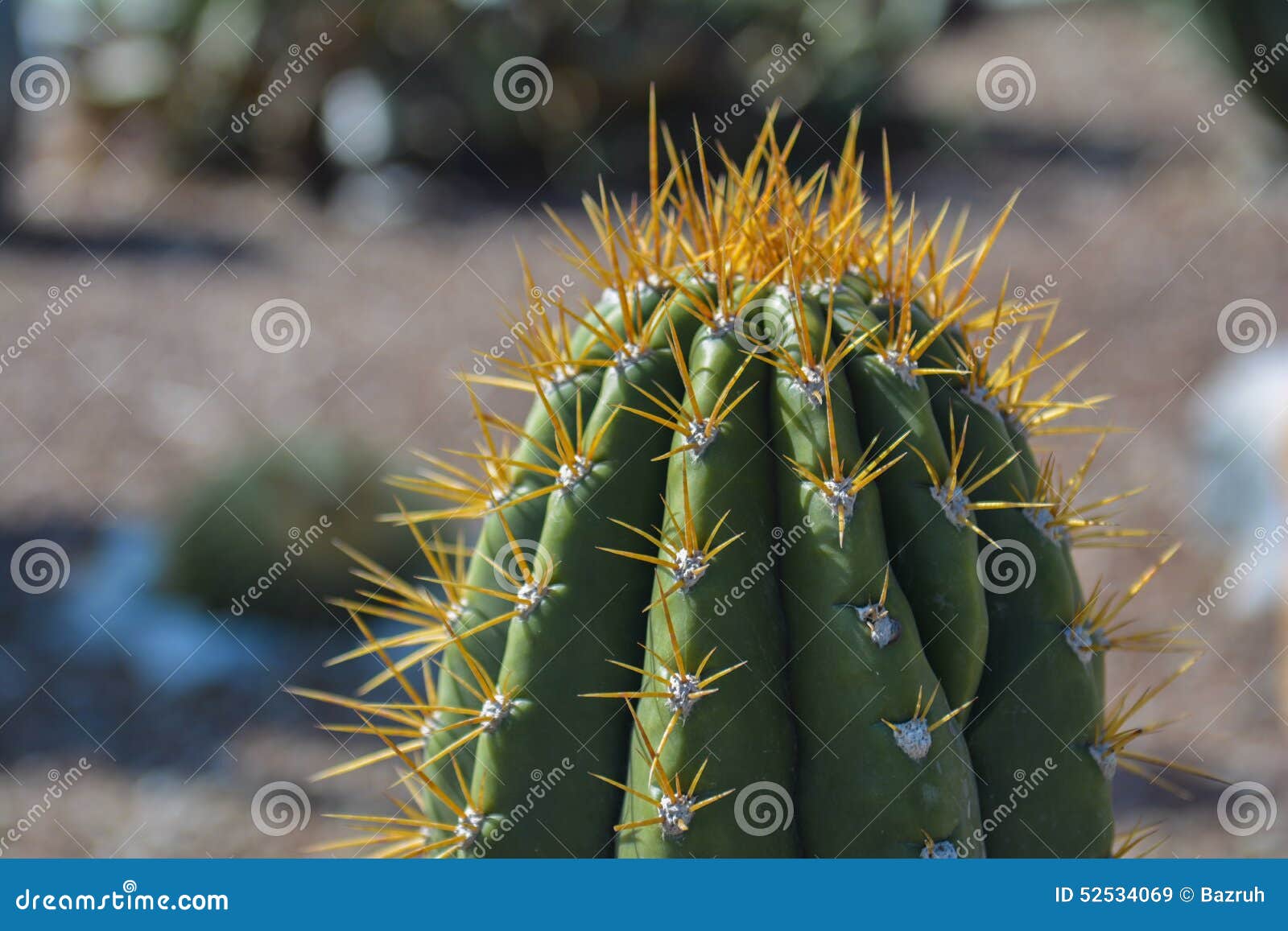 Very big prickly cactus stock image. Image of cactus - 52534069