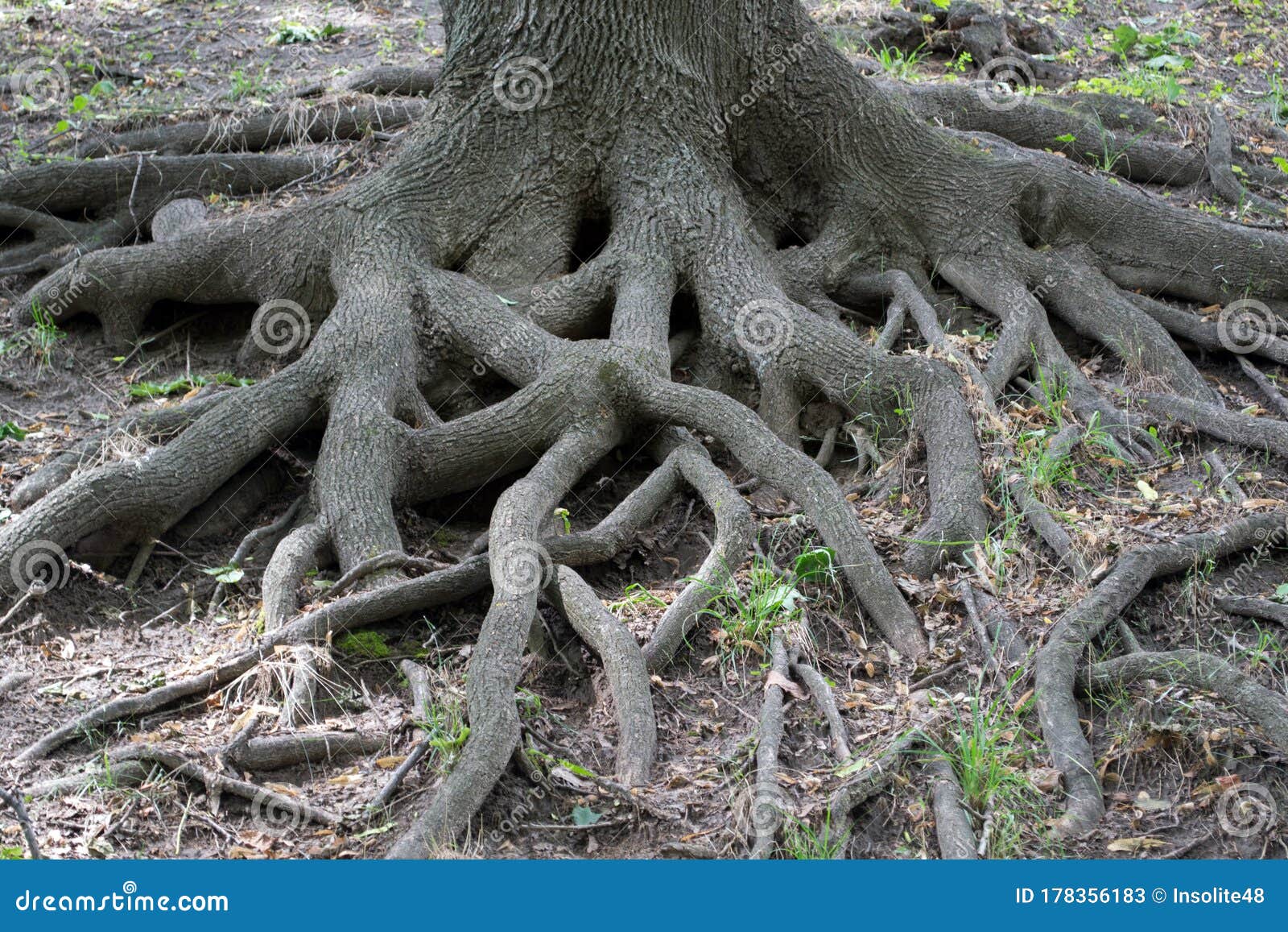 Big roots of trees stock image. Image of network, pattern - 178356183