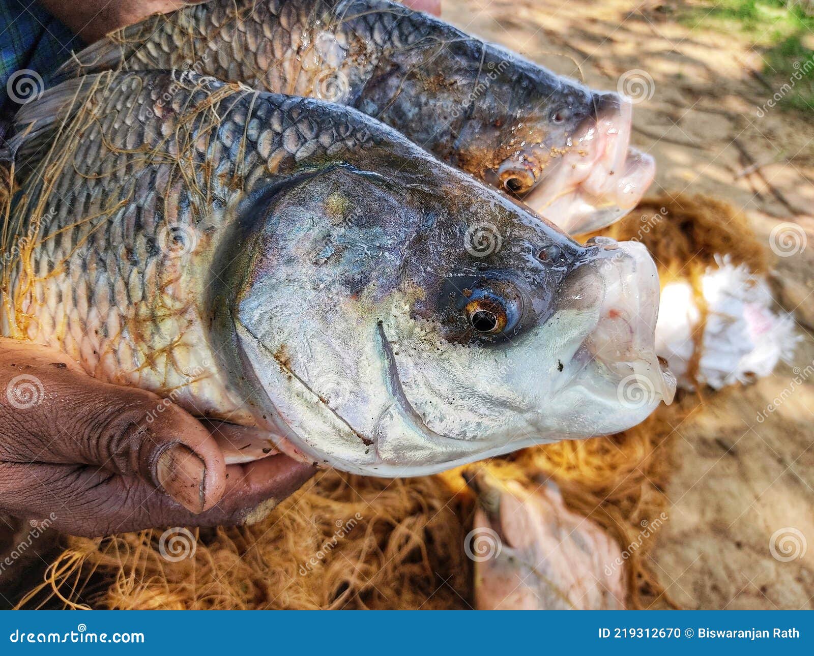 Very Big Size Catla Carp Fish in Hand of Farmer Stock Photo - Image of ...