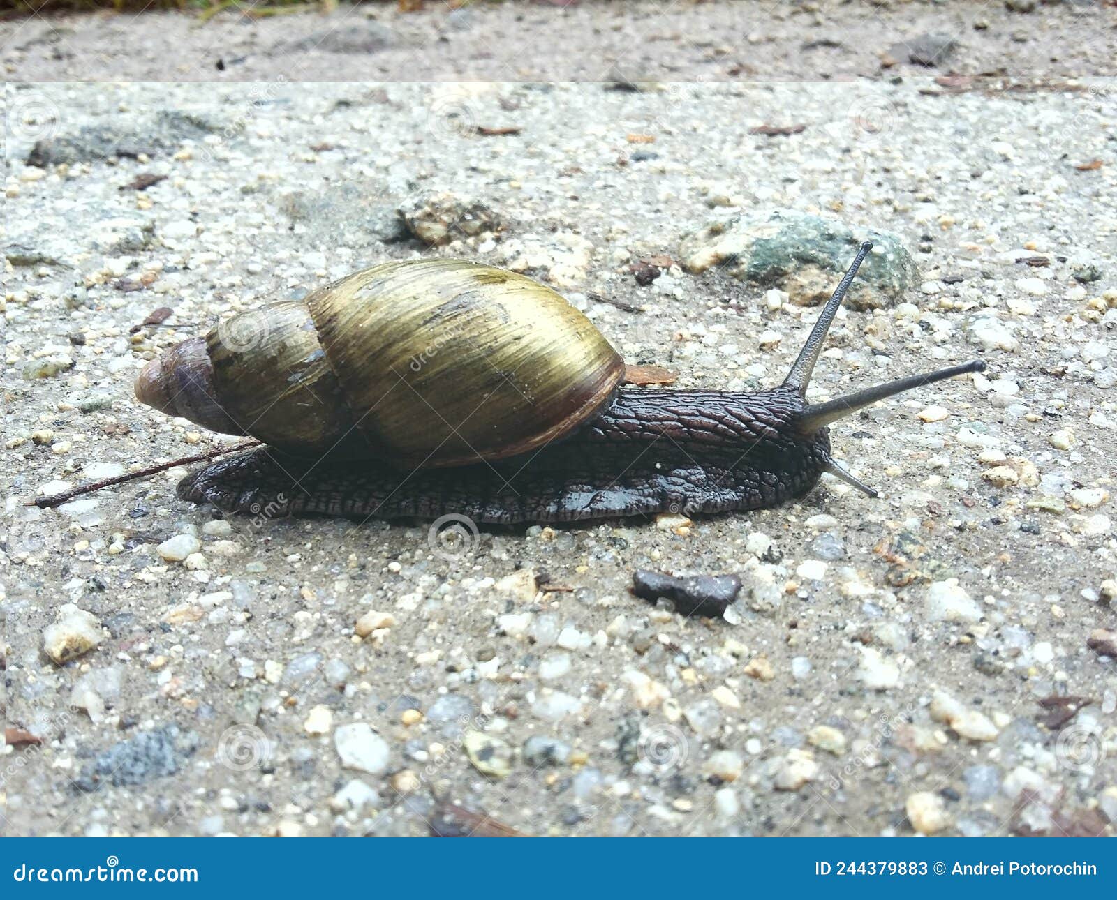 A Very Big Snail on the Road Stock Image - Image of life, journey ...