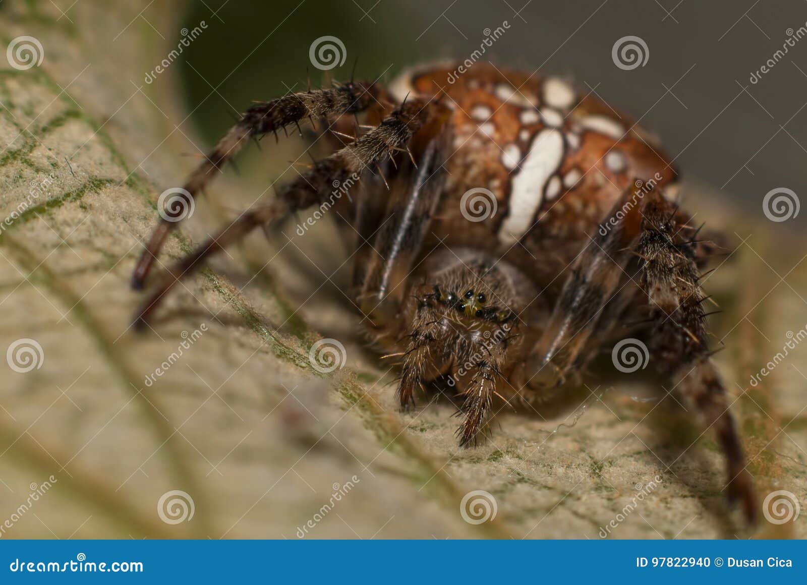 Very Big Spider in the Wild Stock Photo - Image of wild, wood: 97822940