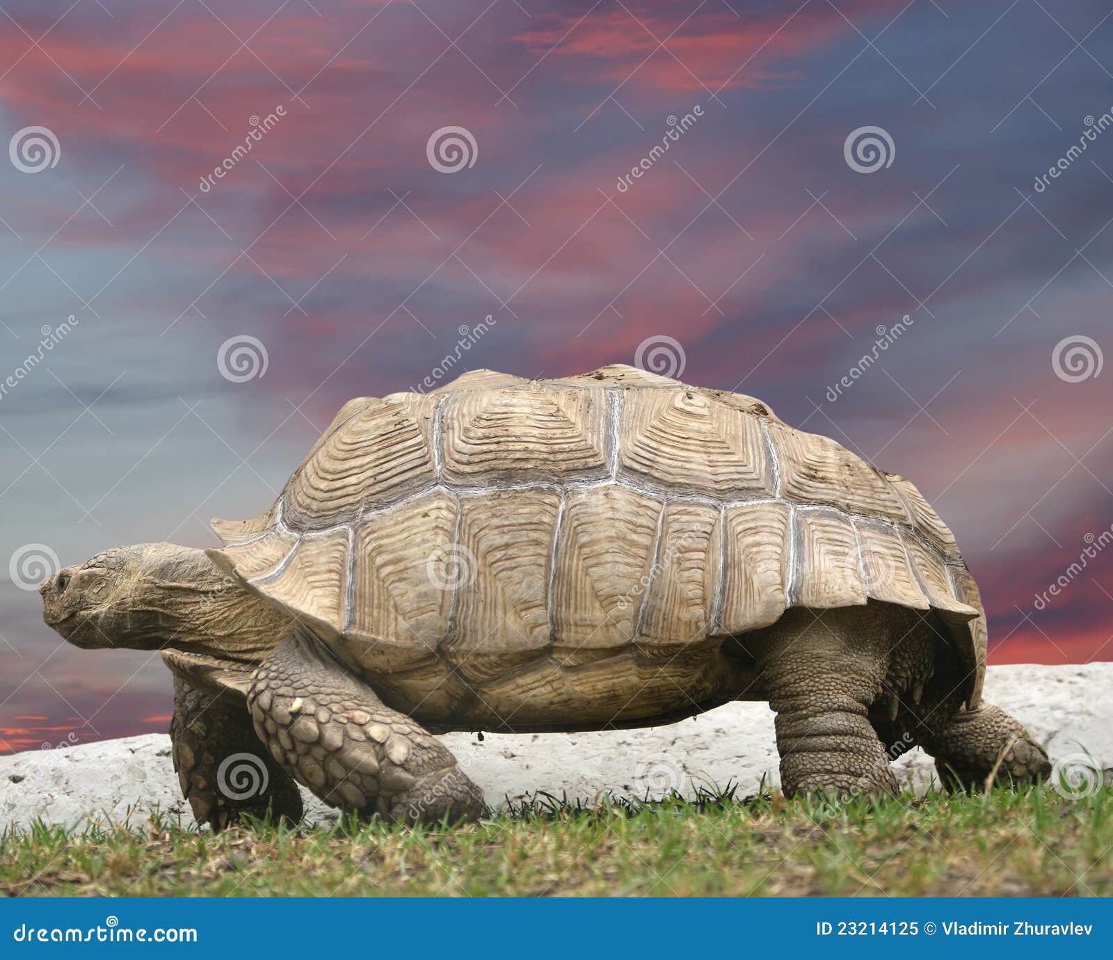 Very big tortoise stock image. Image of profile, desert - 23214125