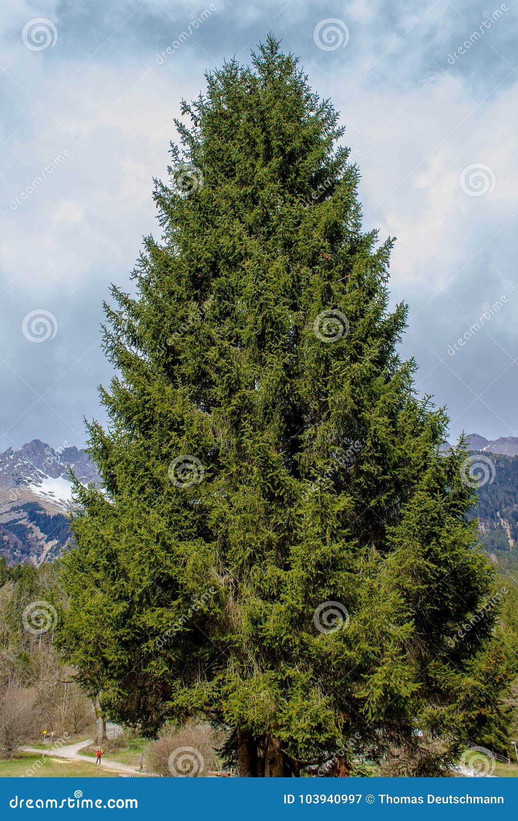 Big Tree in Front of the Mountains of Austria Stock Image - Image of ...