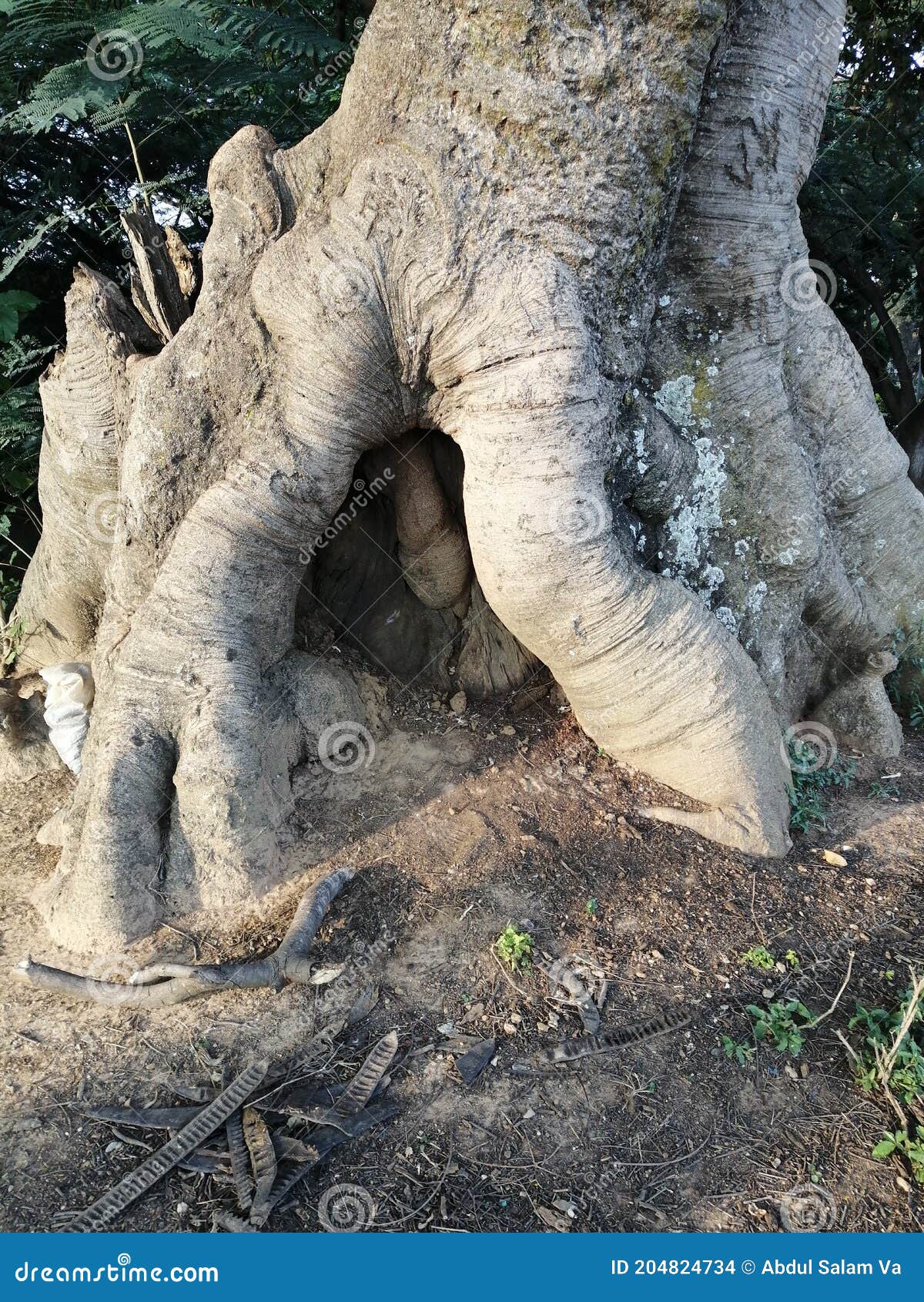 Very big tree root stock photo. Image of trunk, geology - 204824734
