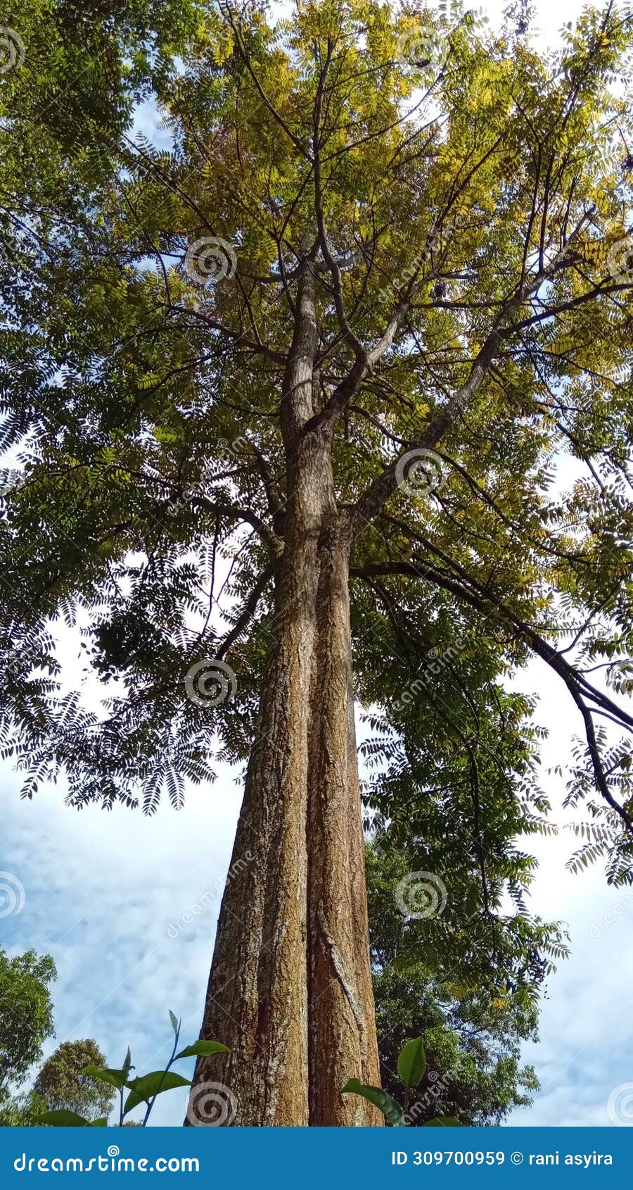 Very Big Tree in Tea and the Sky Stock Image - Image of tree: 309700959