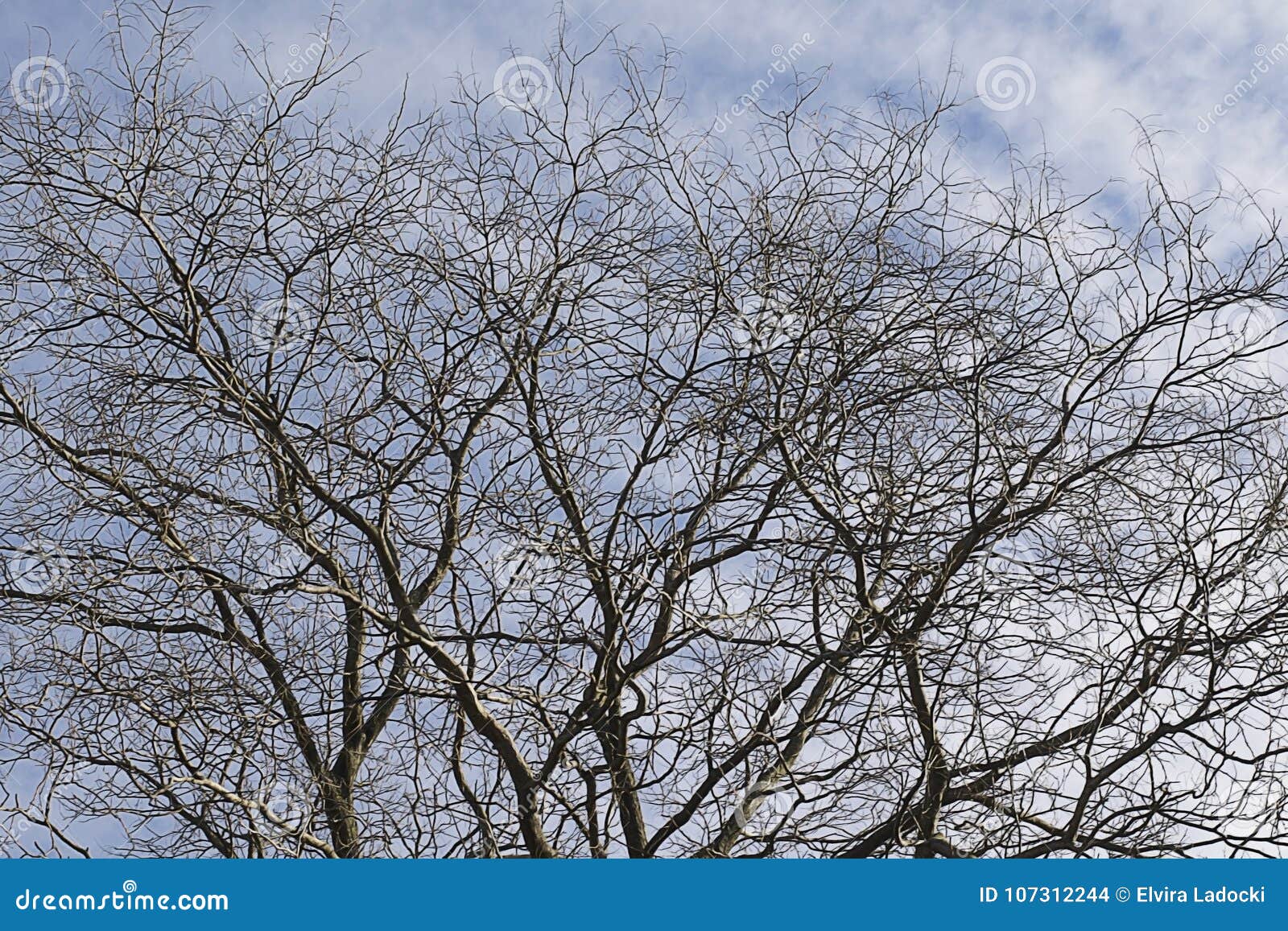 Big Tree in the Winter Sunshine in the Park Stock Photo - Image of ...