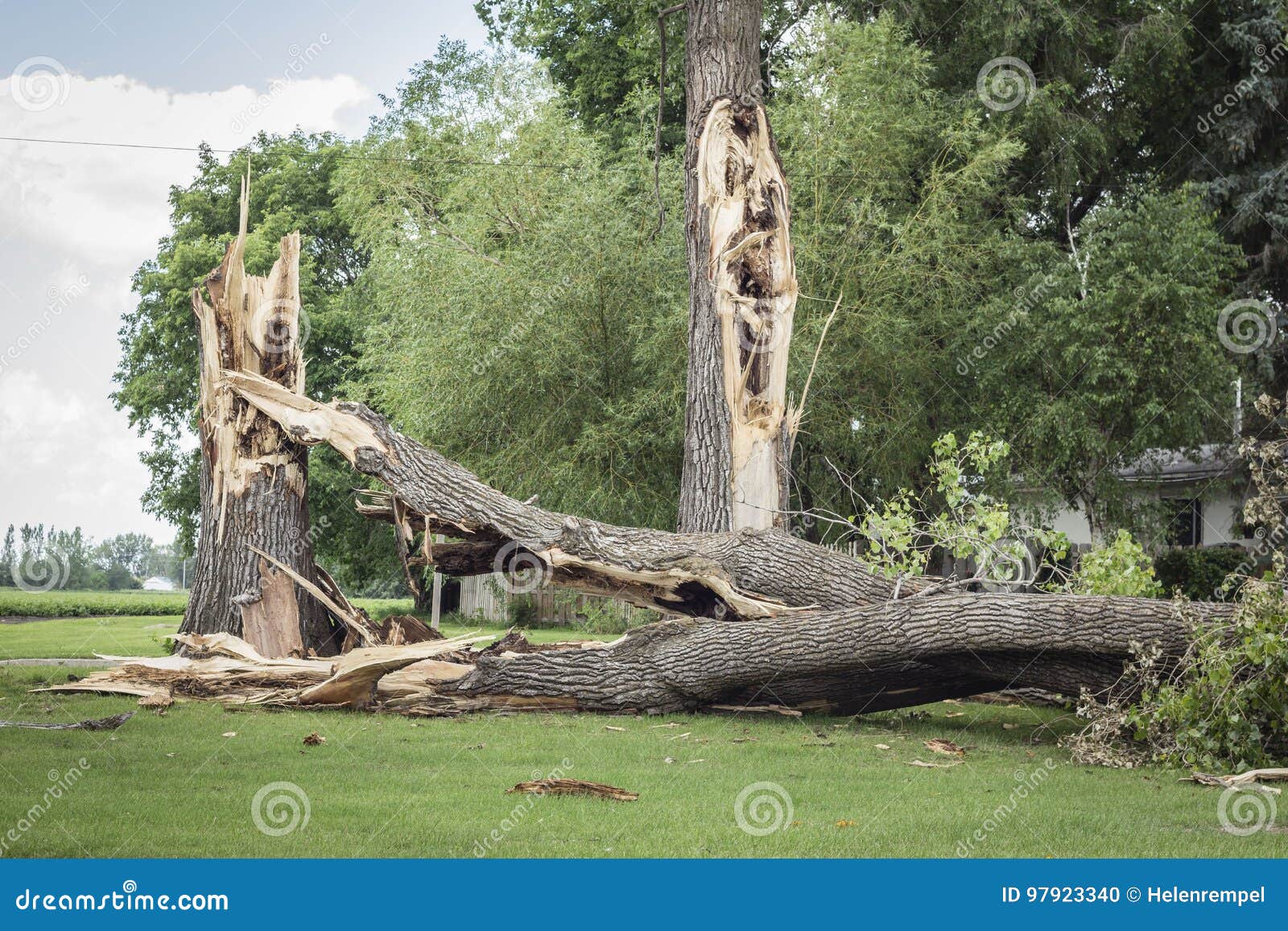 Very Big Trees Snapped in Half Lying on Ground Due To Thunder Storm ...