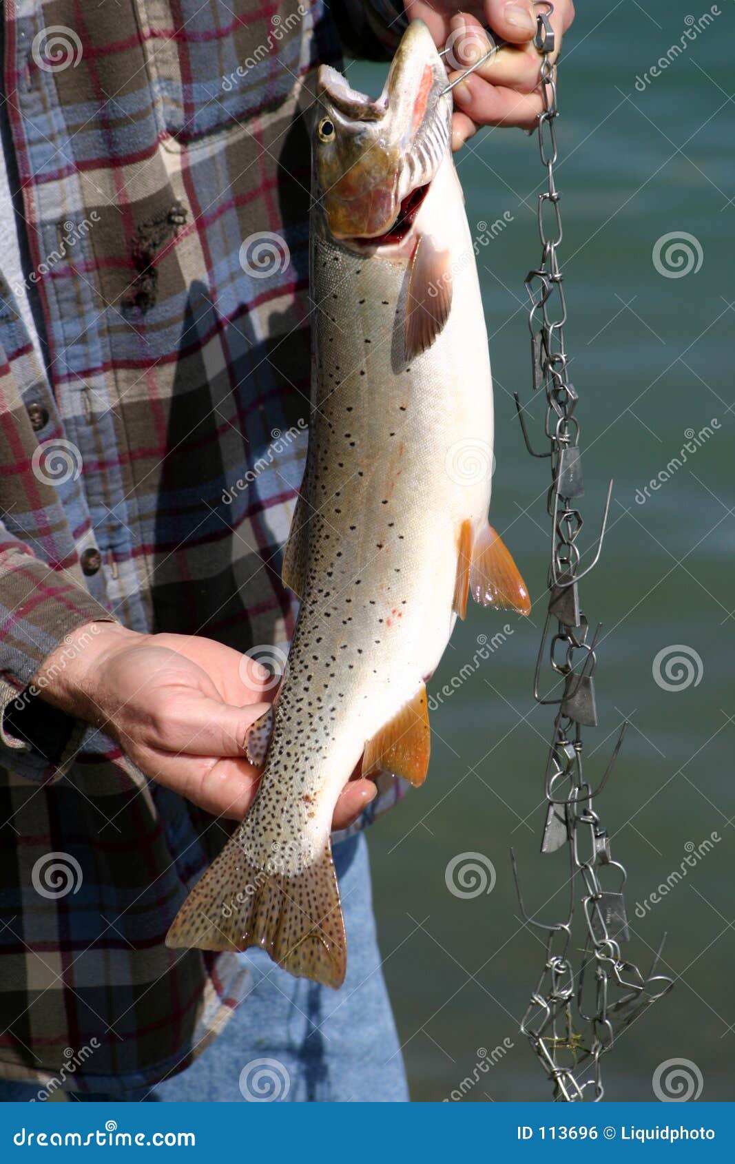 Very Big Trout stock photo. Image of species, jeans, river - 113696