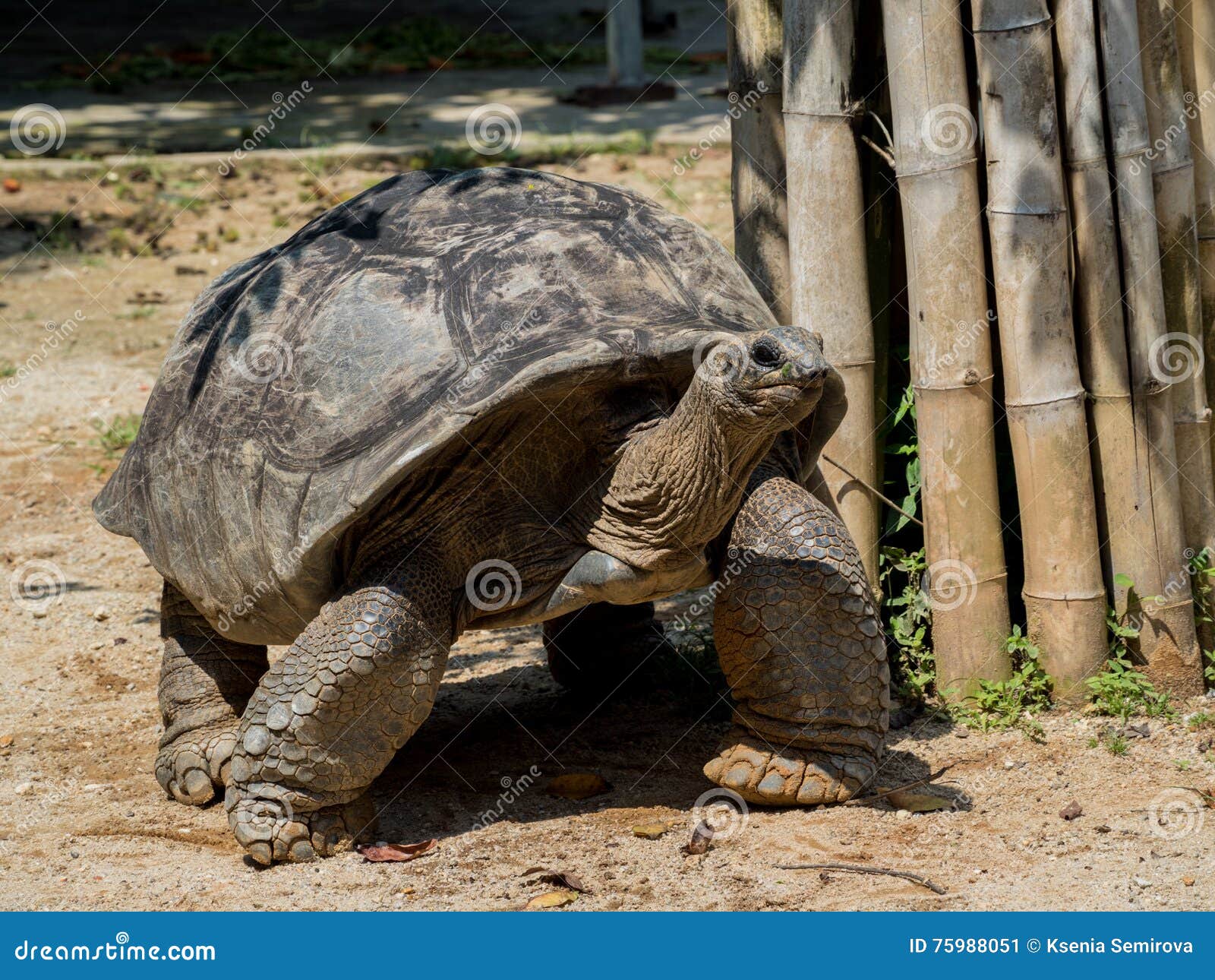 The Very Big Turtle Walking on the Sand Stock Image - Image of giant ...